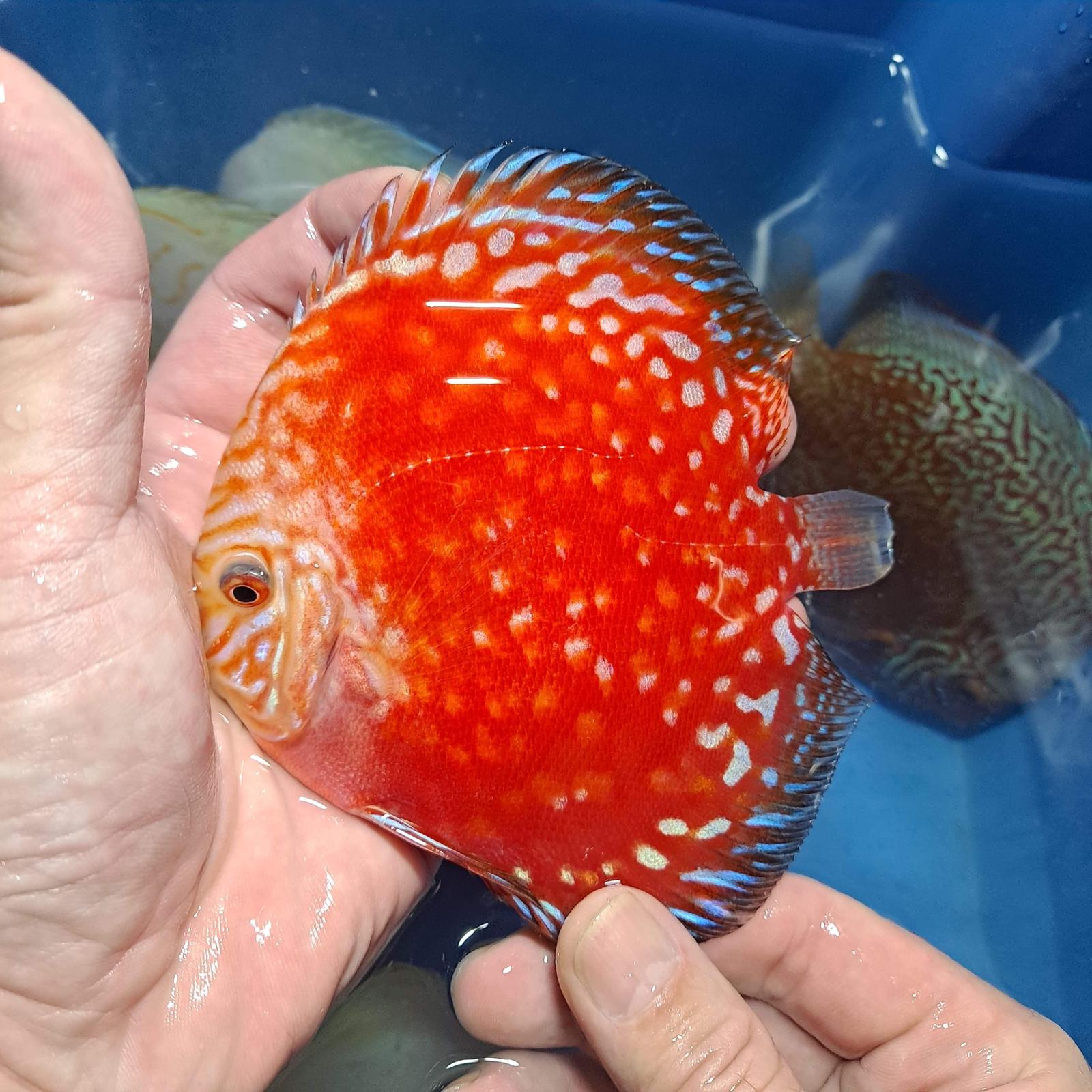 HB Red Stardust 10/11cm BO - OzDiscus