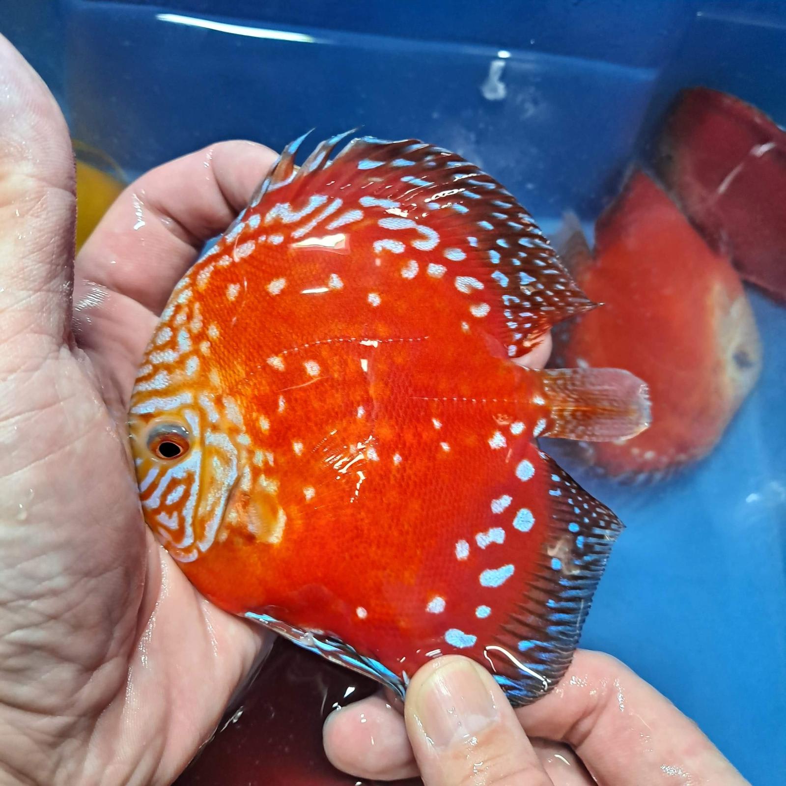 HB Red Stardust 10/11cm BO - OzDiscus