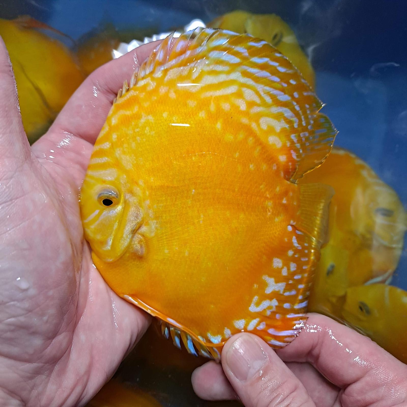 HB Yellow Stardust 10/11cm BO - OzDiscus