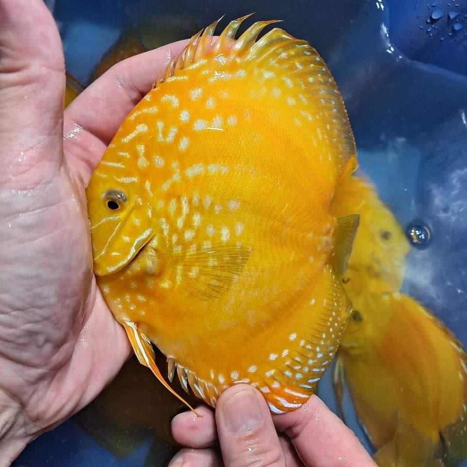 HB Yellow Stardust 10/11cm BO - OzDiscus