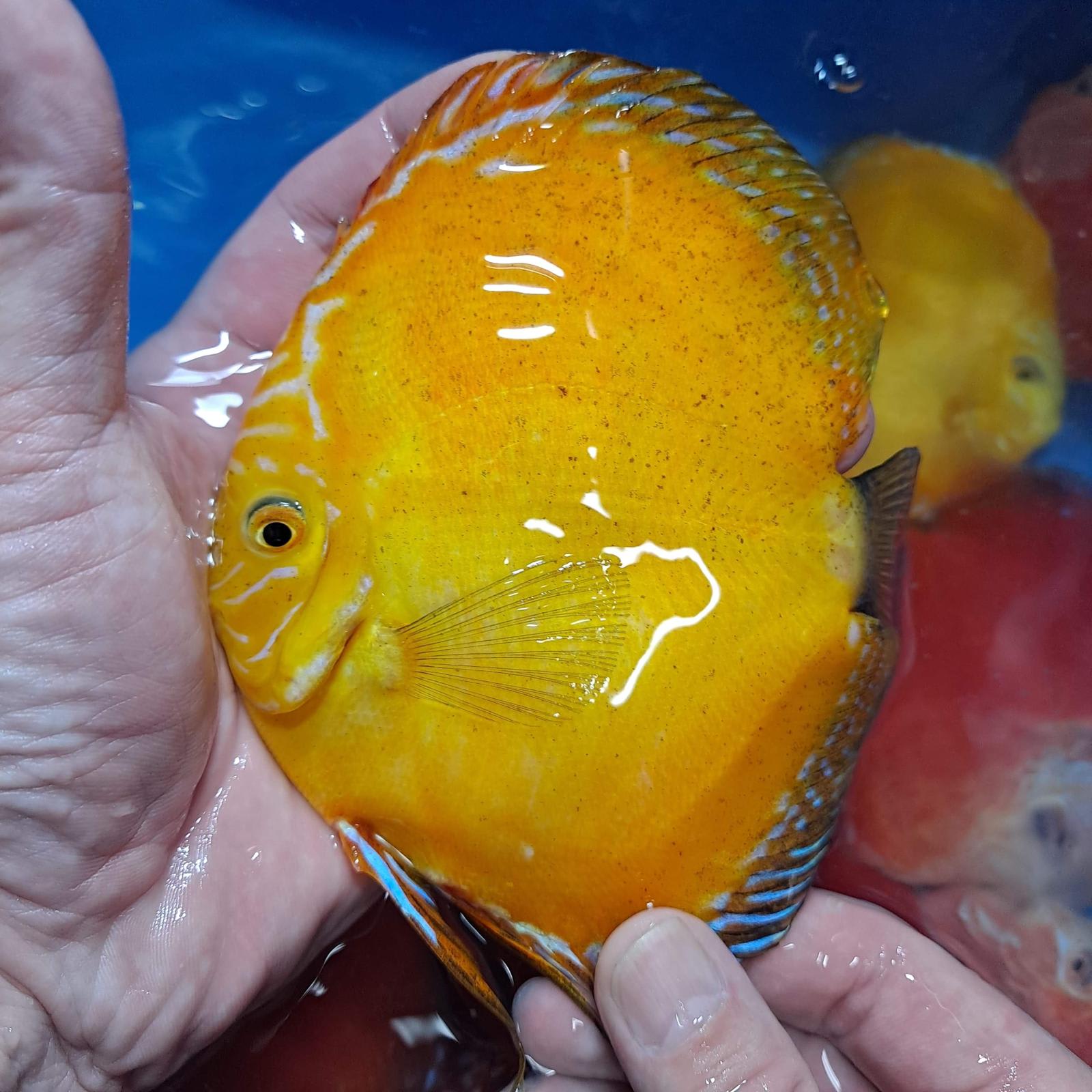 HB Yellow Stardust 10/11cm BO - OzDiscus