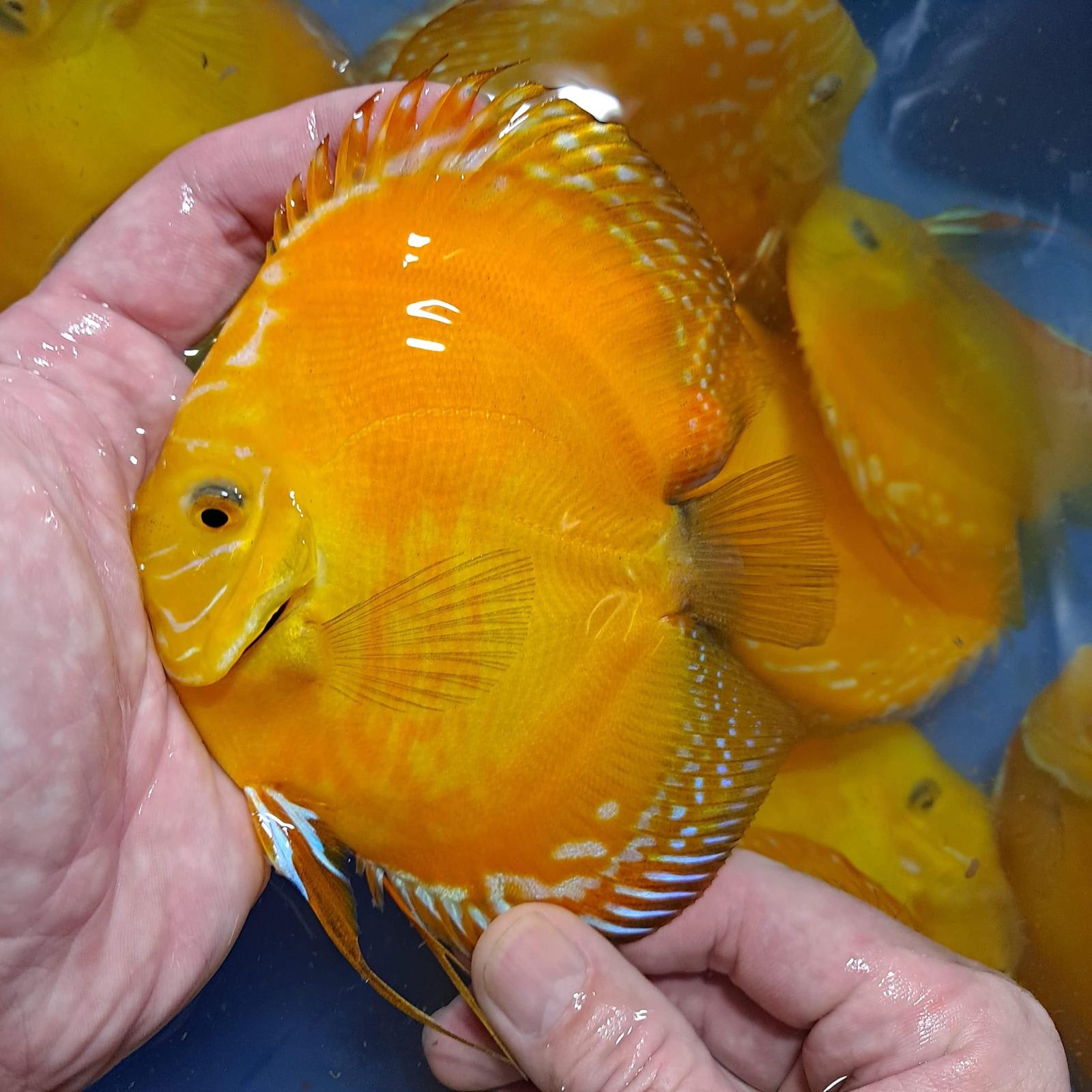 HB Yellow Stardust 10/11cm BO - OzDiscus