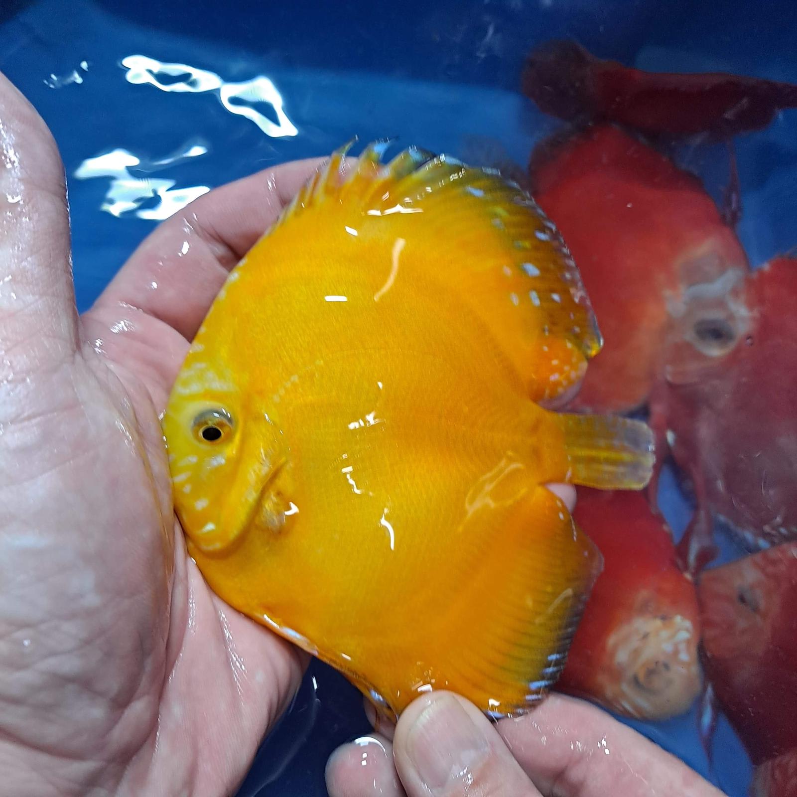 HB Yellow Stardust 10/11cm BO - OzDiscus