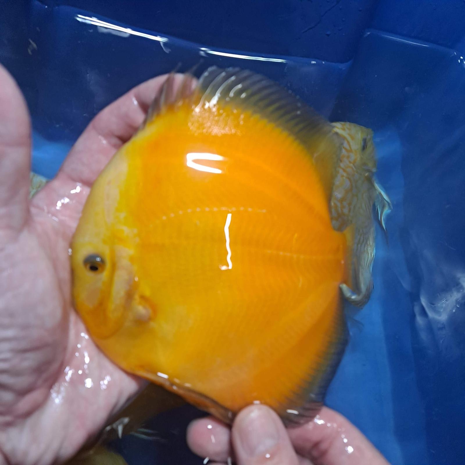 Yellow Stardust 12/13cm BO - OzDiscus