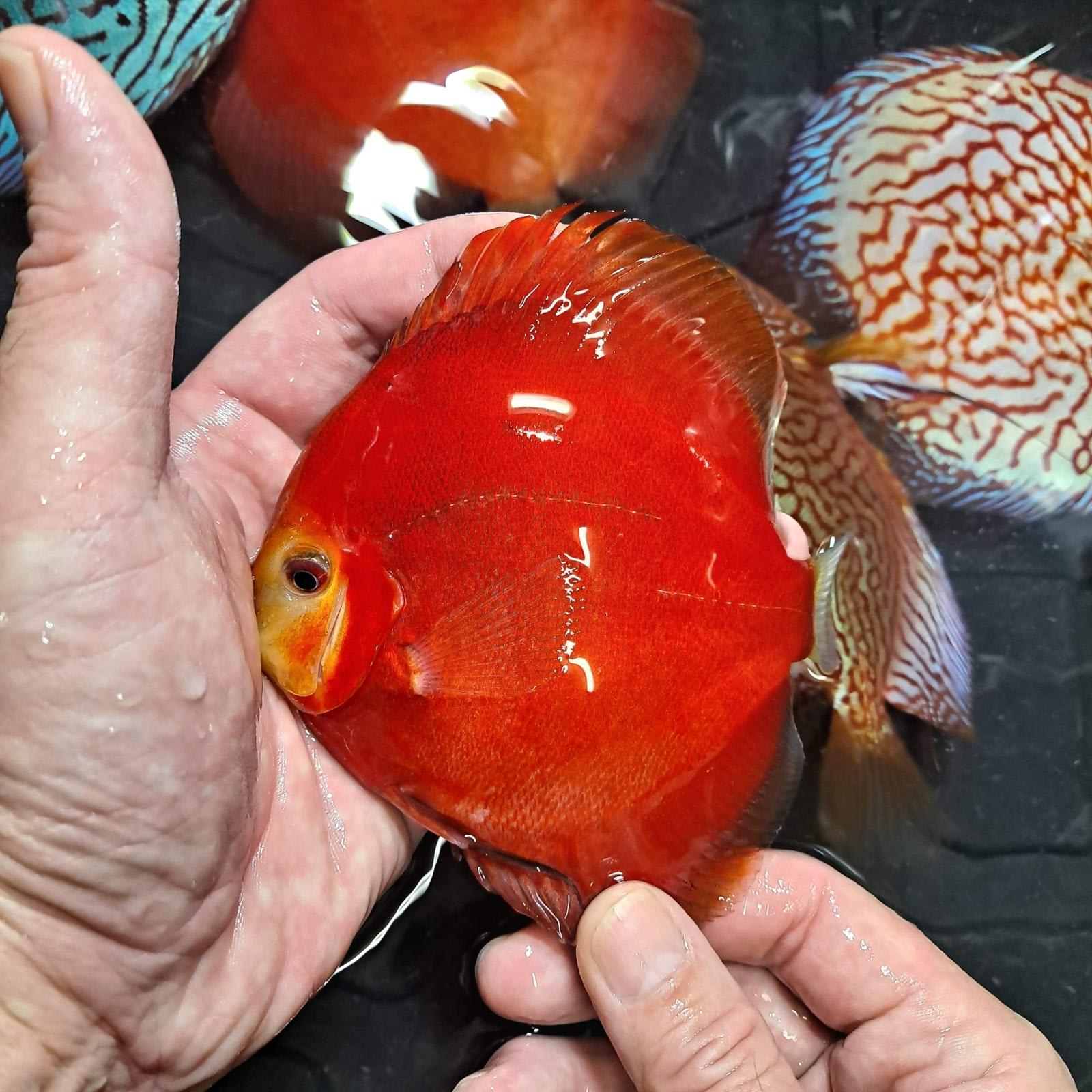 RGD 10/11cm BO - OzDiscus