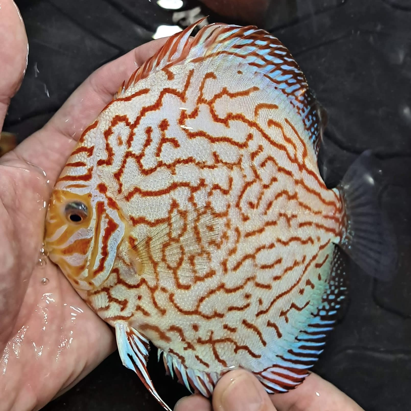 Red Jaguar 12cm BO - OzDiscus