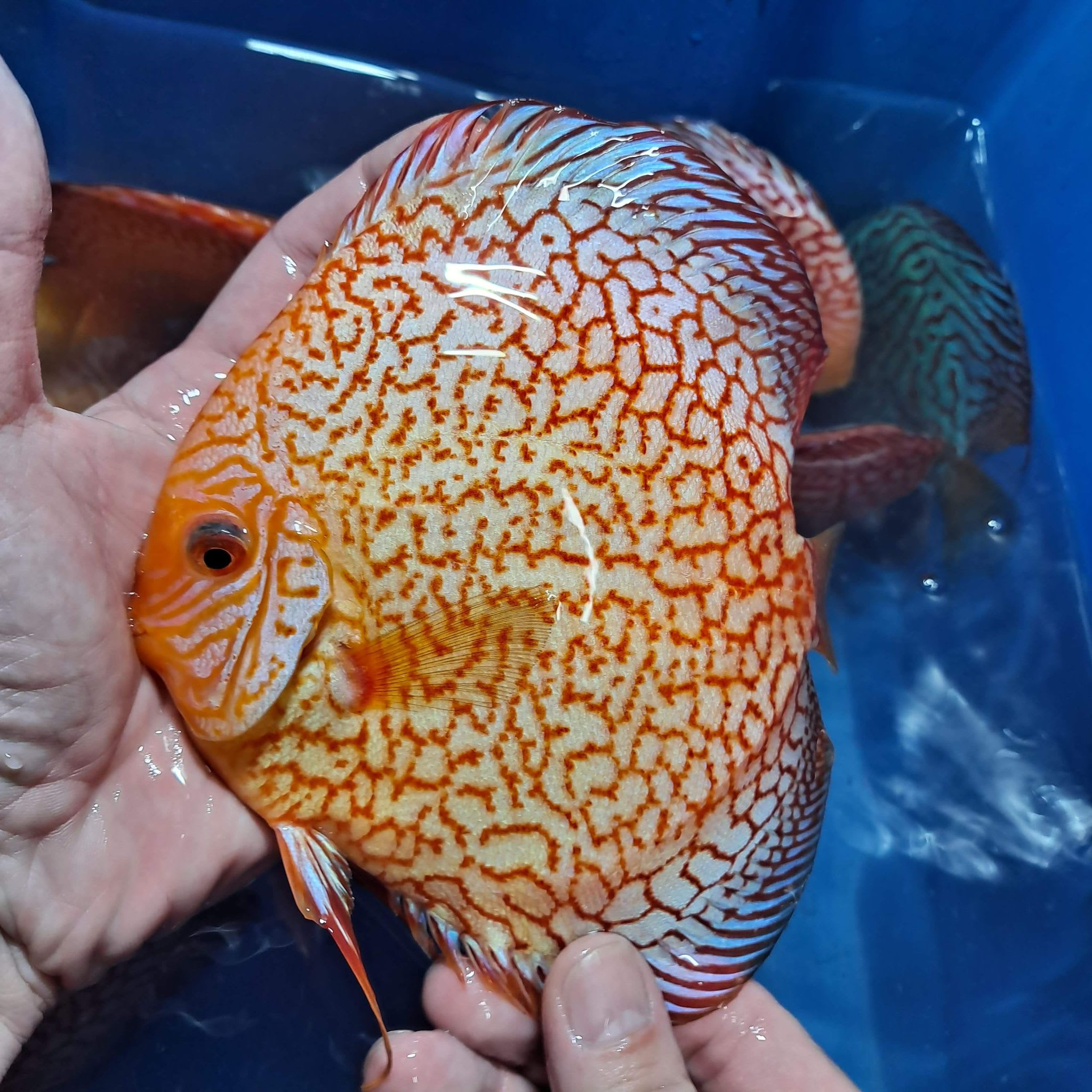 Fire Red Checkerboard 13cm BO - OzDiscus