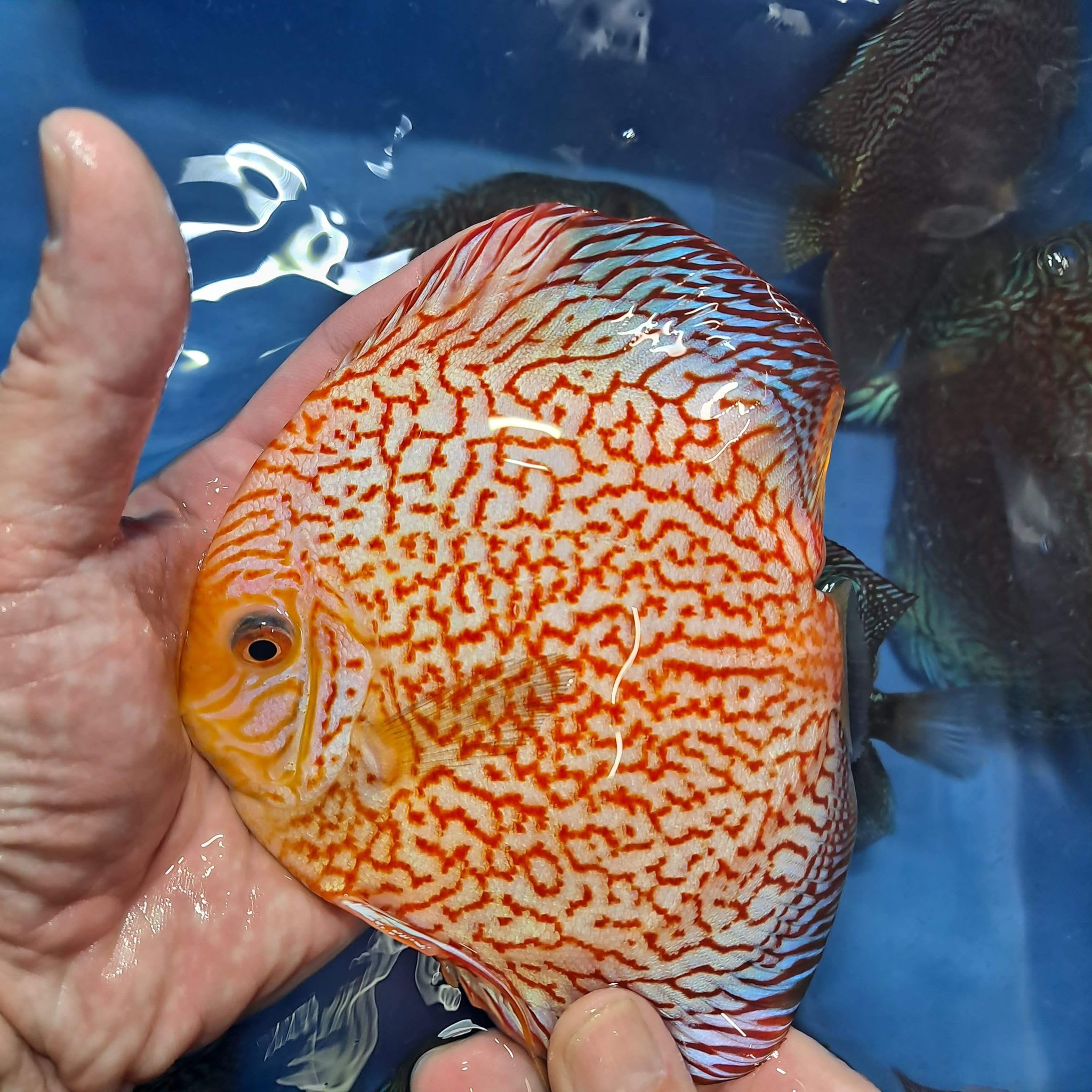 Fire Red Checkerboard 13cm BO - OzDiscus