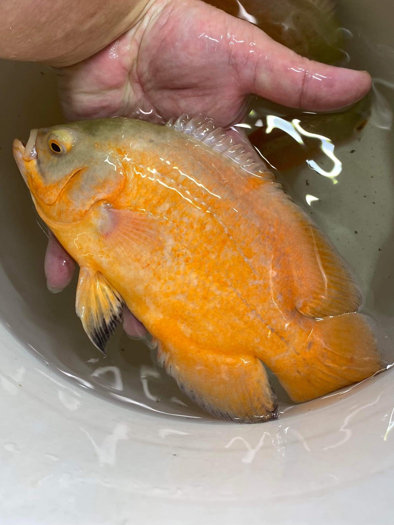 Red Velvet Oscars 15-17cm - OzDiscus