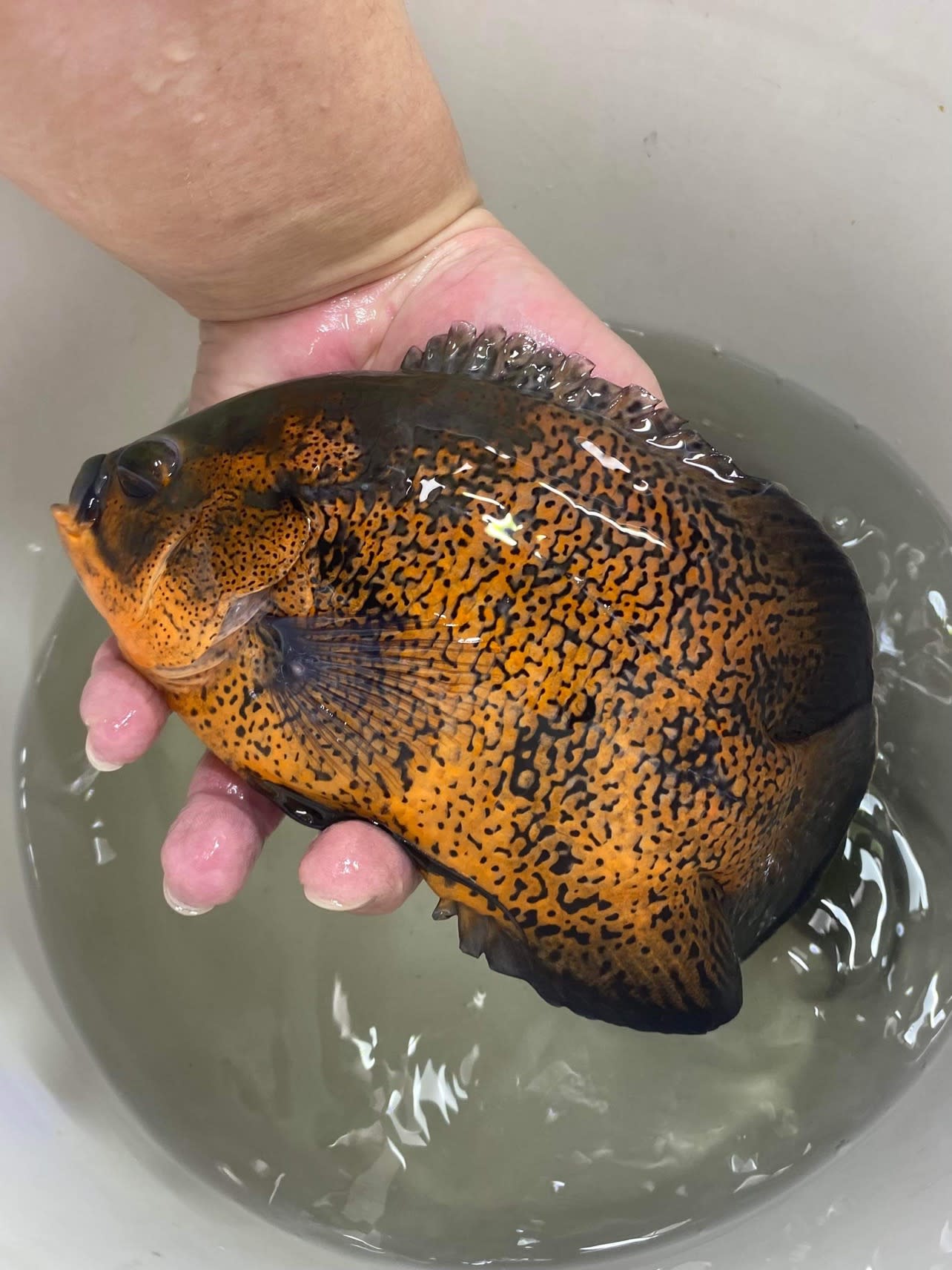 Red Leopard Oscars 17-19cm - some gill protrusion - OzDiscus