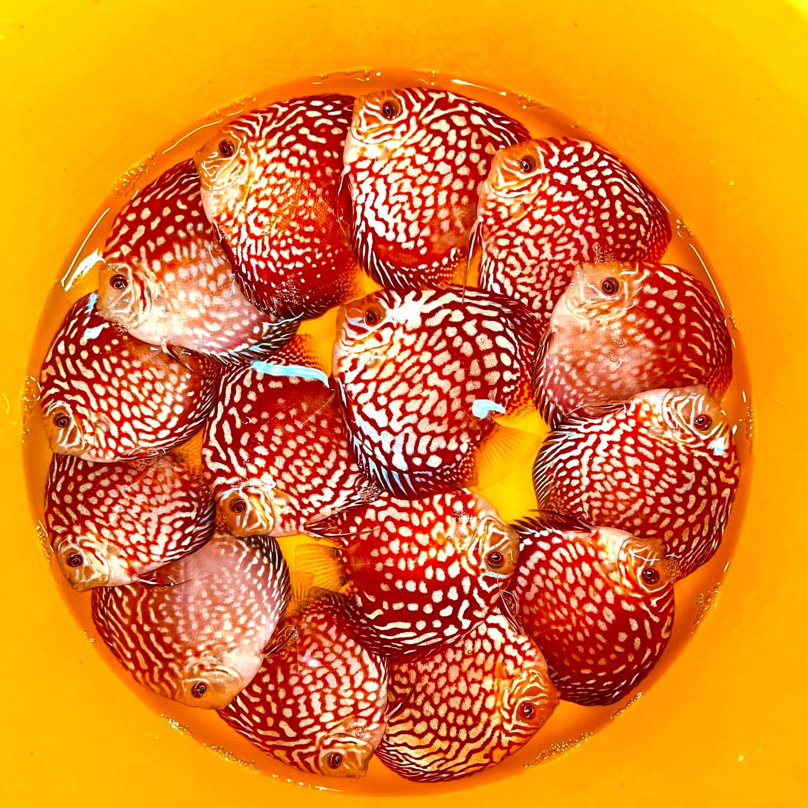 Red Checkerboard 10/11cm BO - OzDiscus