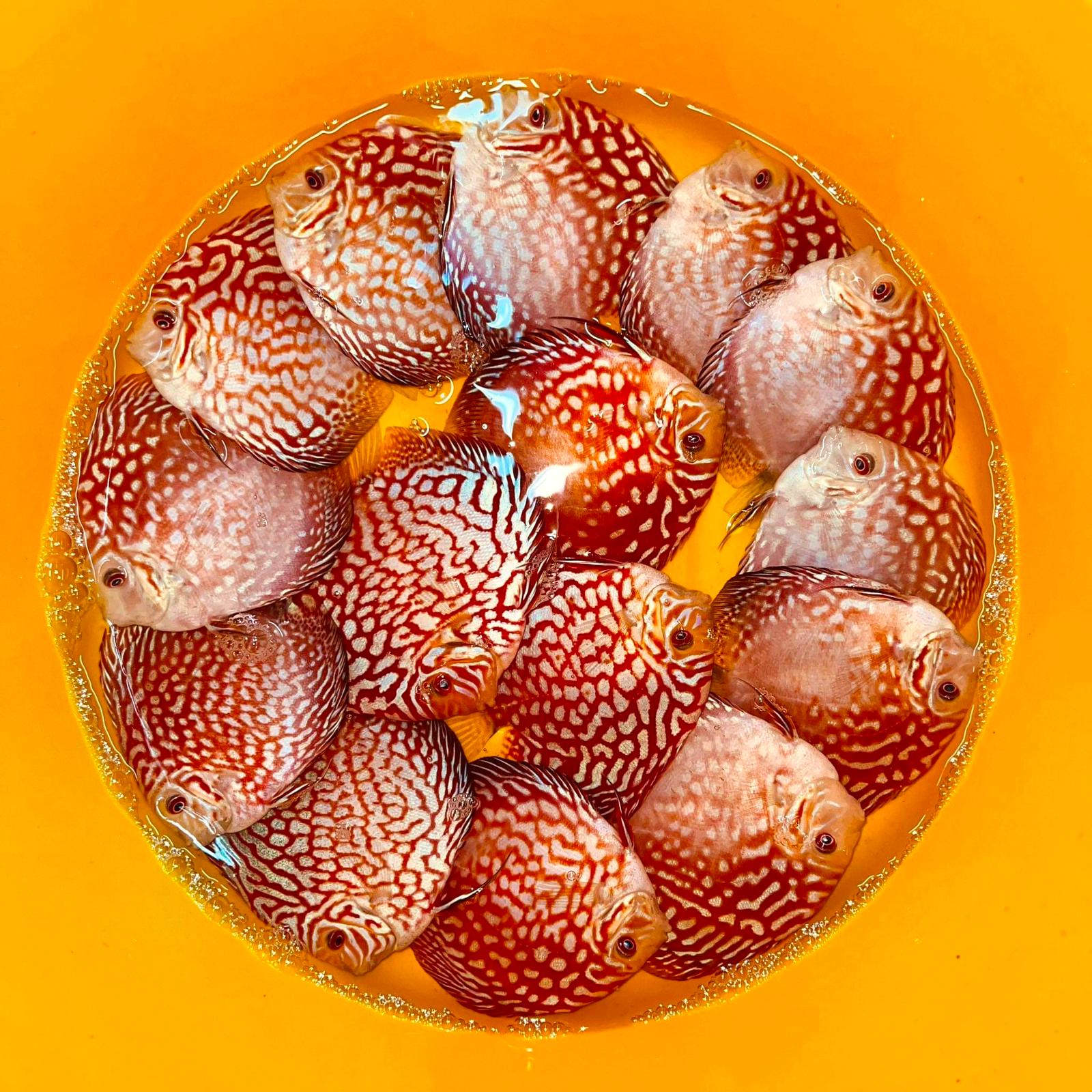 Red Checkerboard 10/11cm BO - OzDiscus