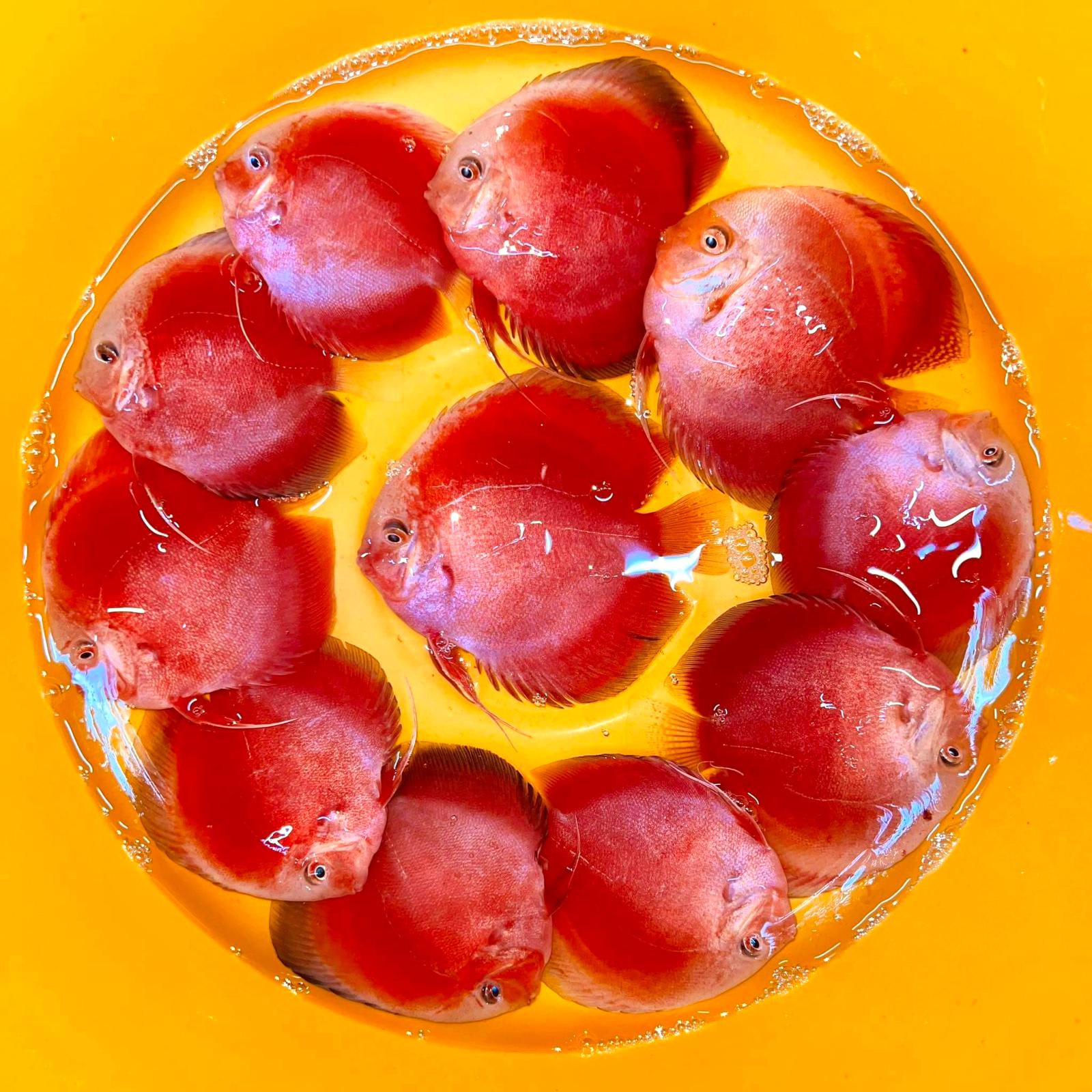 Super Red Valentines 10/11cm BO - OzDiscus