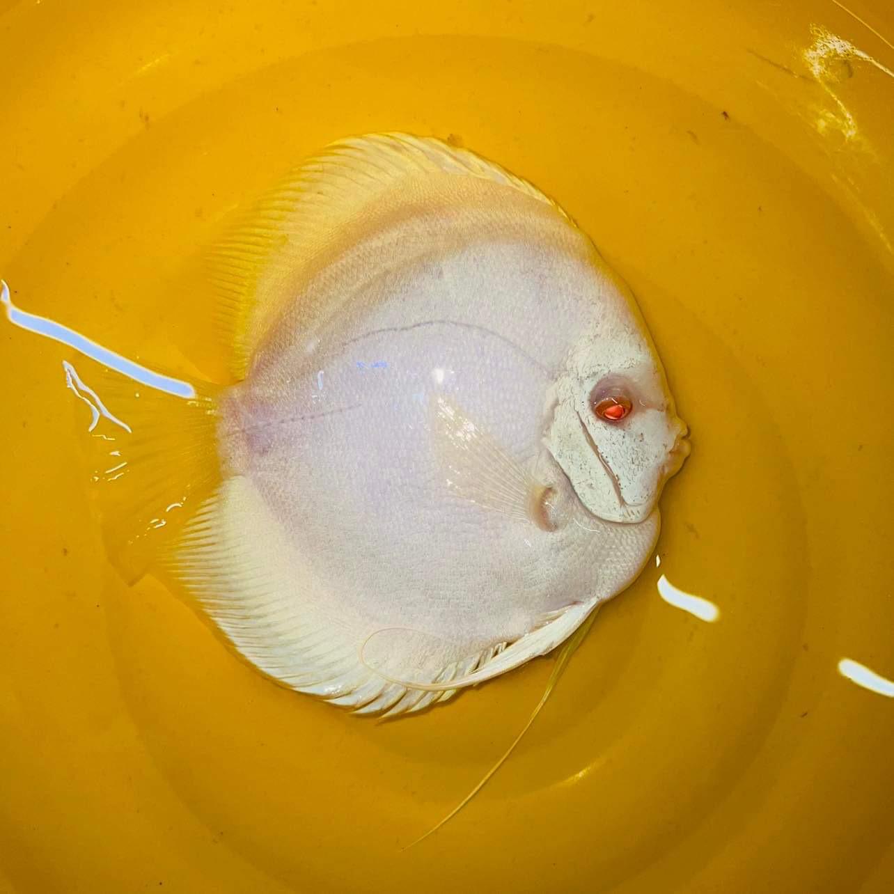Albino Platinum 13cm BO - OzDiscus