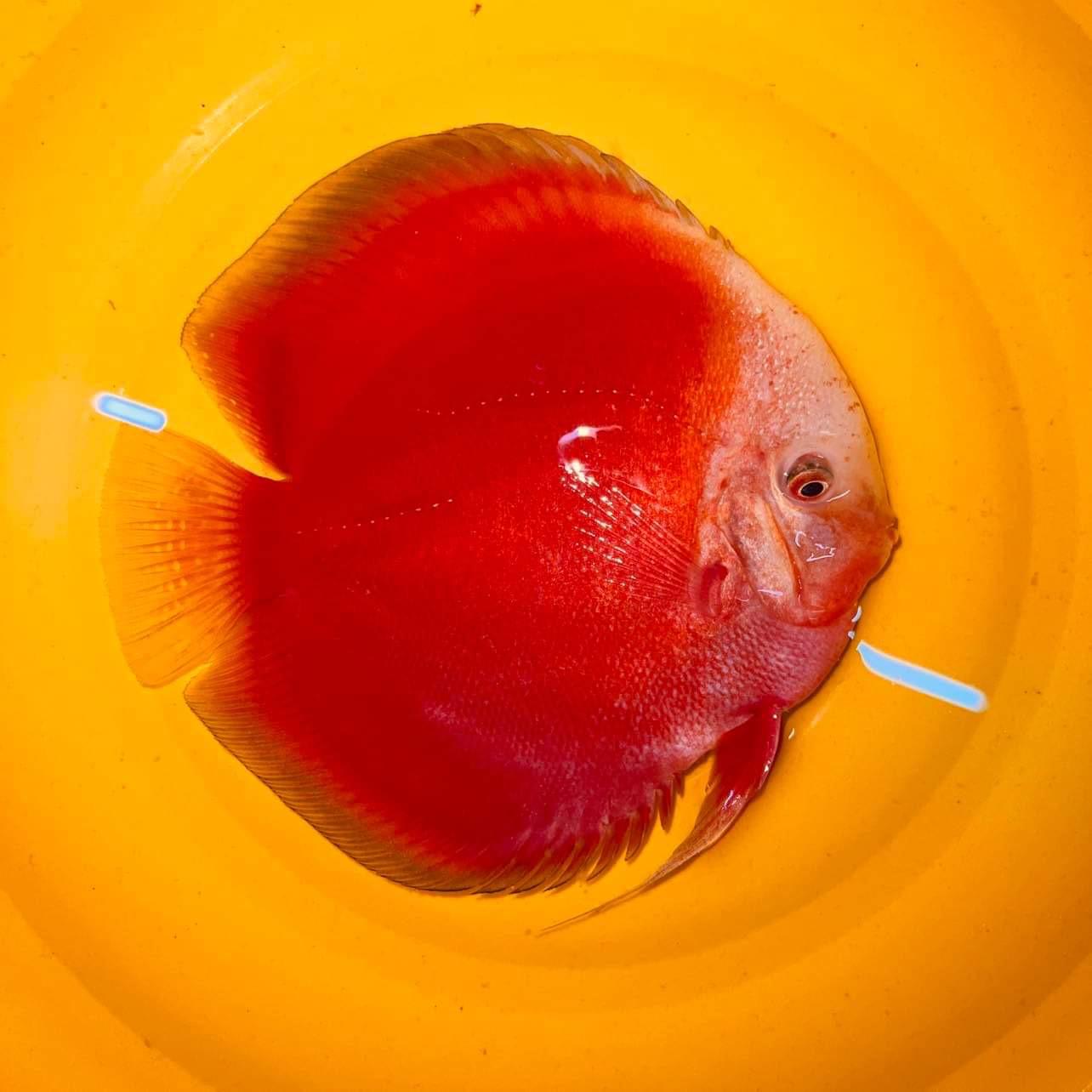 Super Red Valentine 14cm BO - OzDiscus