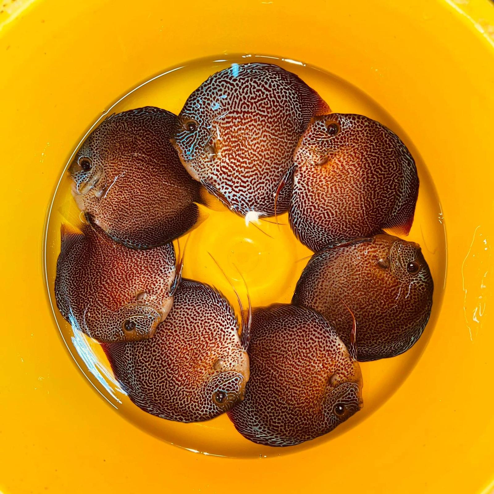 Full Faced Red Ruby Spider 13cm BO - OzDiscus