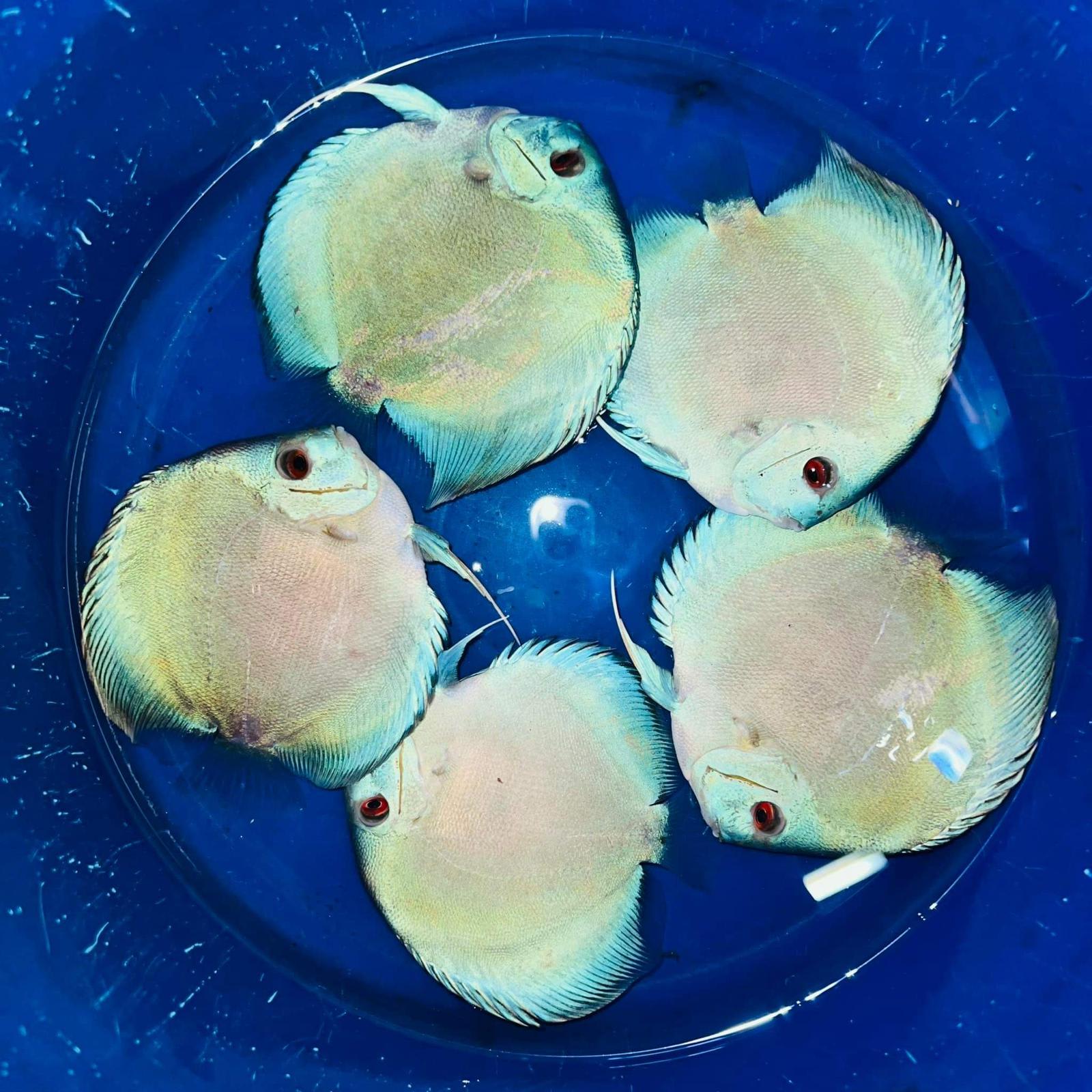 Blue Diamond (Red Eyes) 12cm BO - OzDiscus