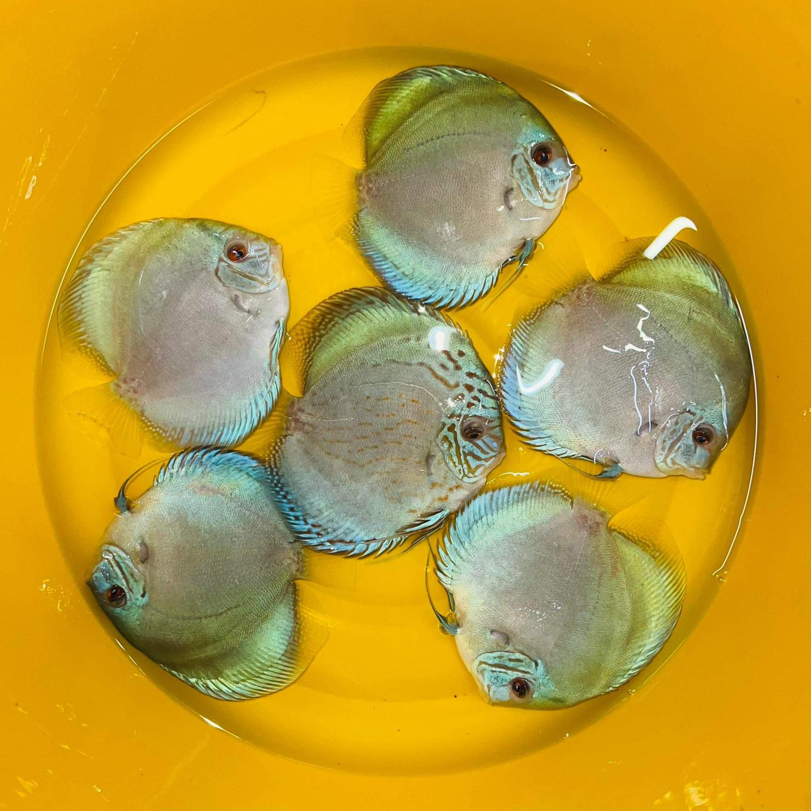 Cobalt 11cm BO - OzDiscus