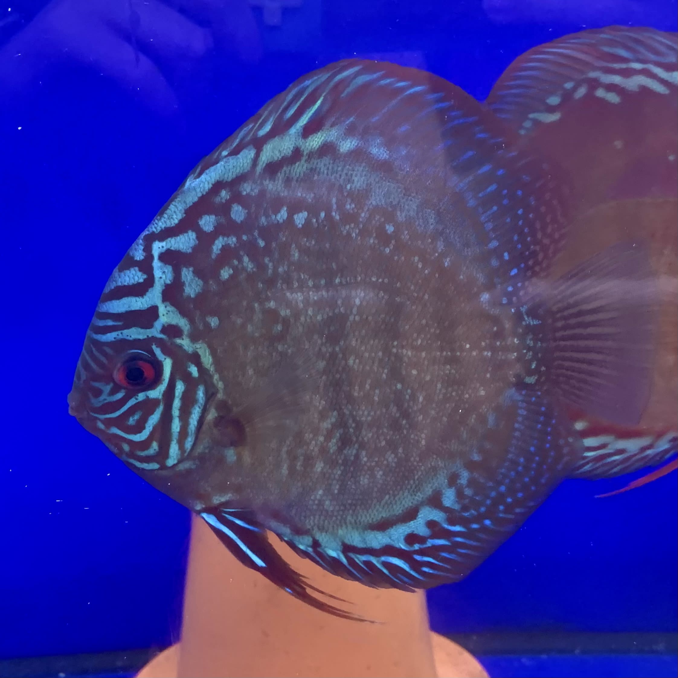 Red Alenquer Pair - OzDiscus