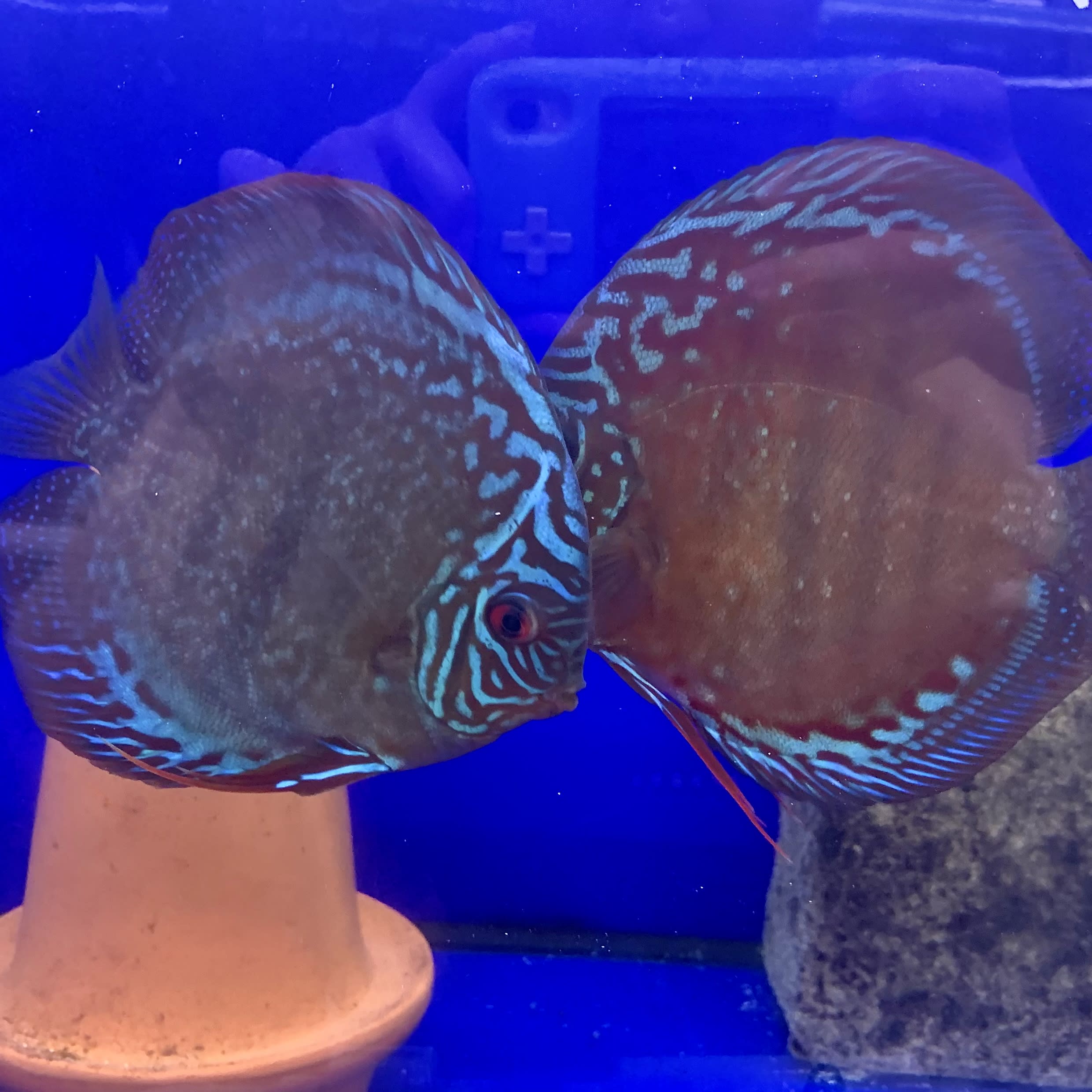 Red Alenquer Pair - OzDiscus
