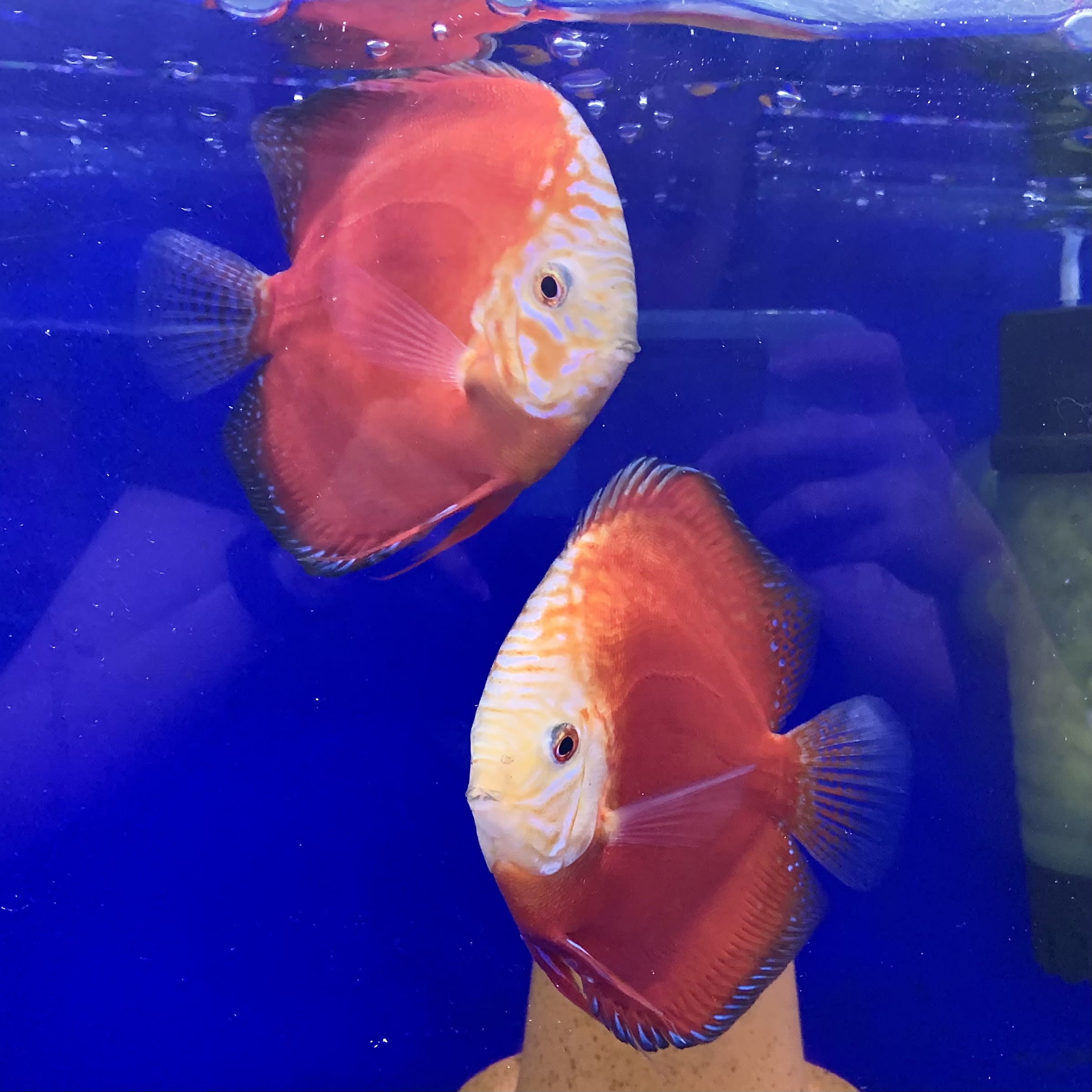Red Stardust Pair - OzDiscus