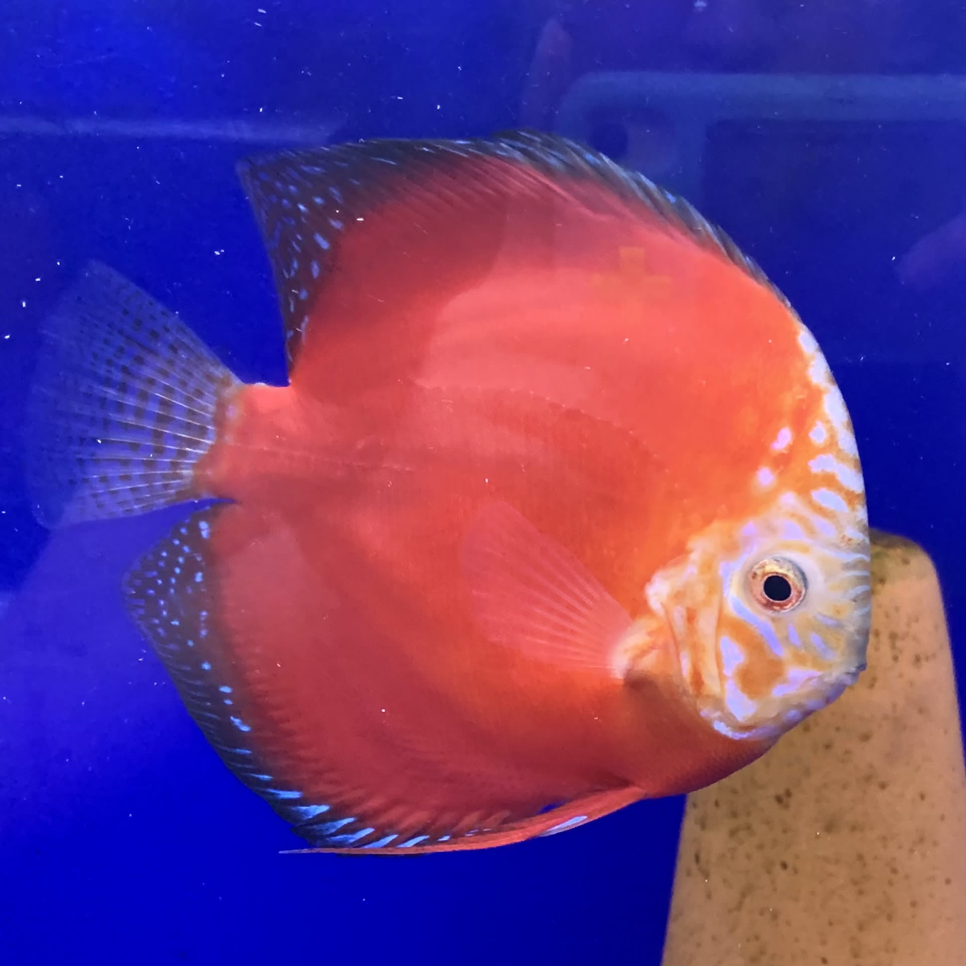 Red Stardust Pair - OzDiscus