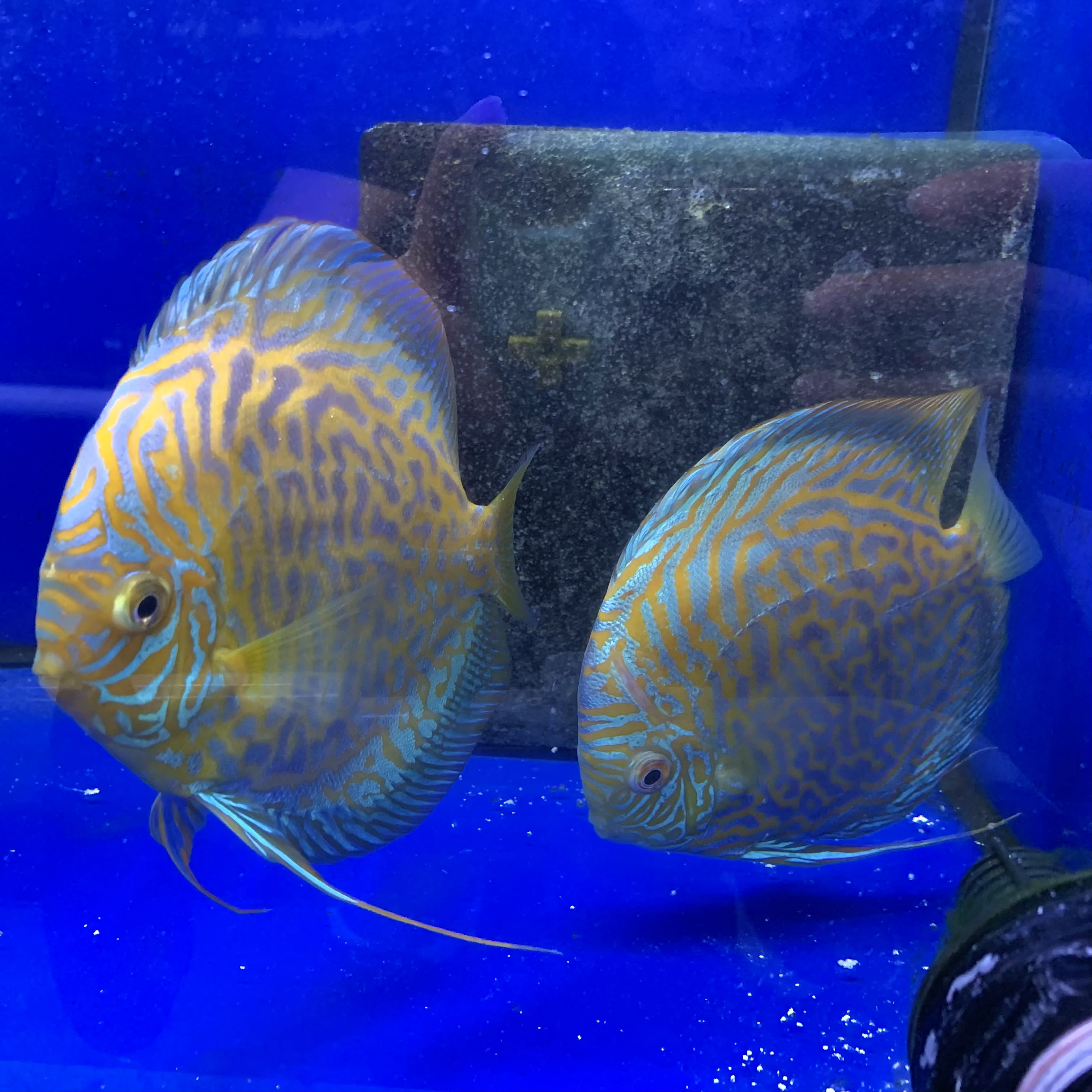 Yellow Tiger Turquoise Pair - OzDiscus