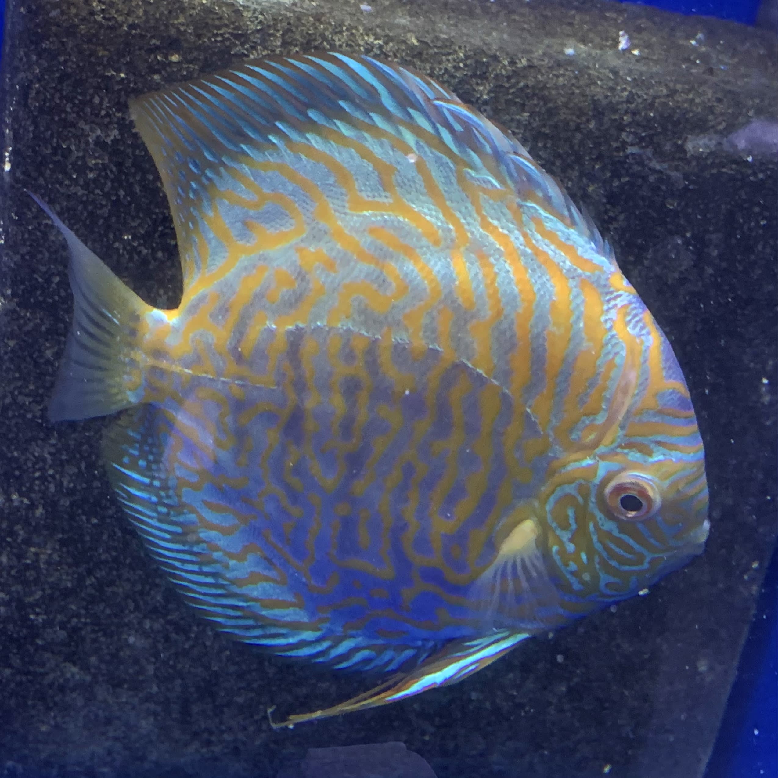 Yellow Tiger Turquoise Pair - OzDiscus