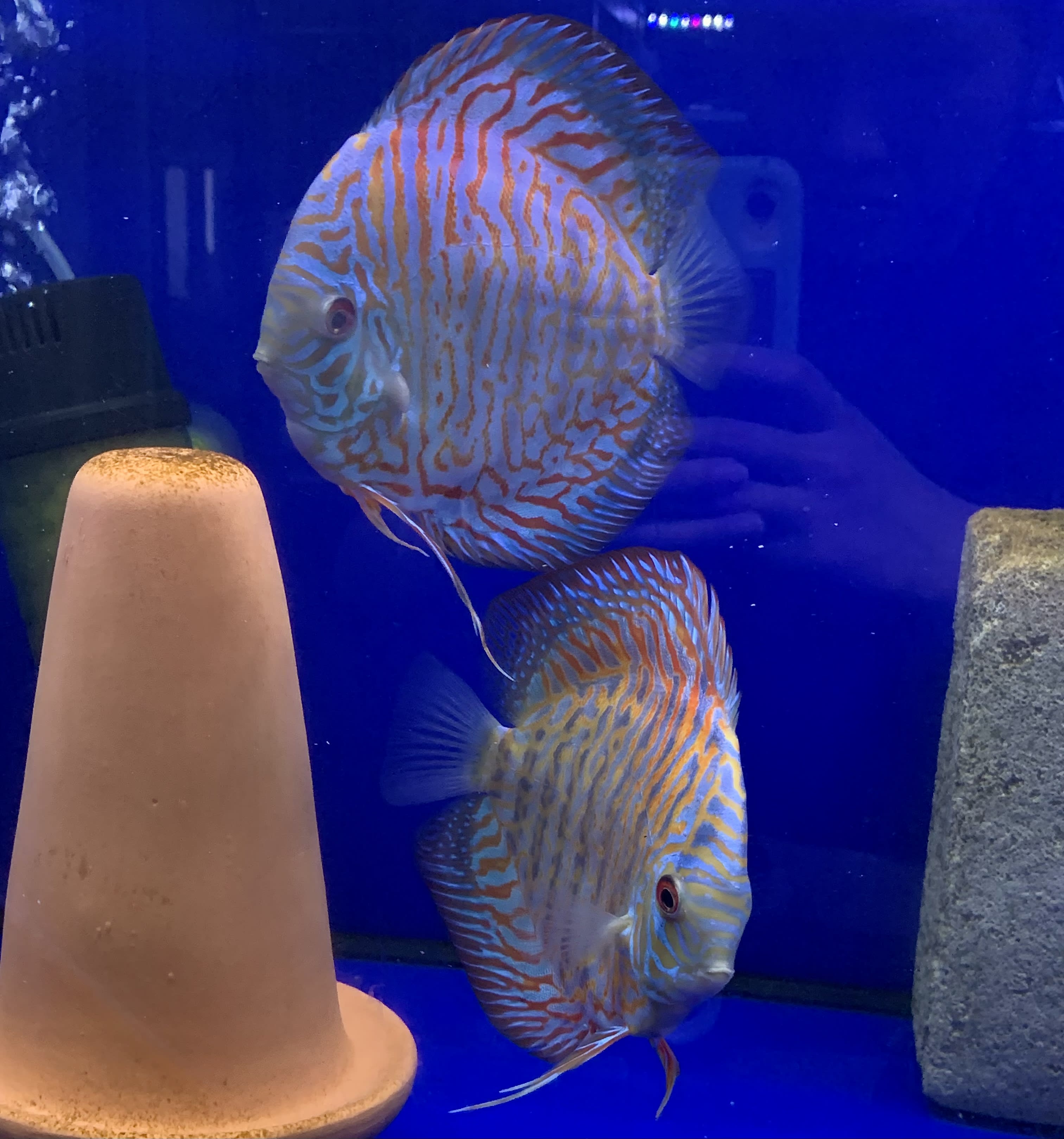 White Tiger Turquoise Pair - OzDiscus