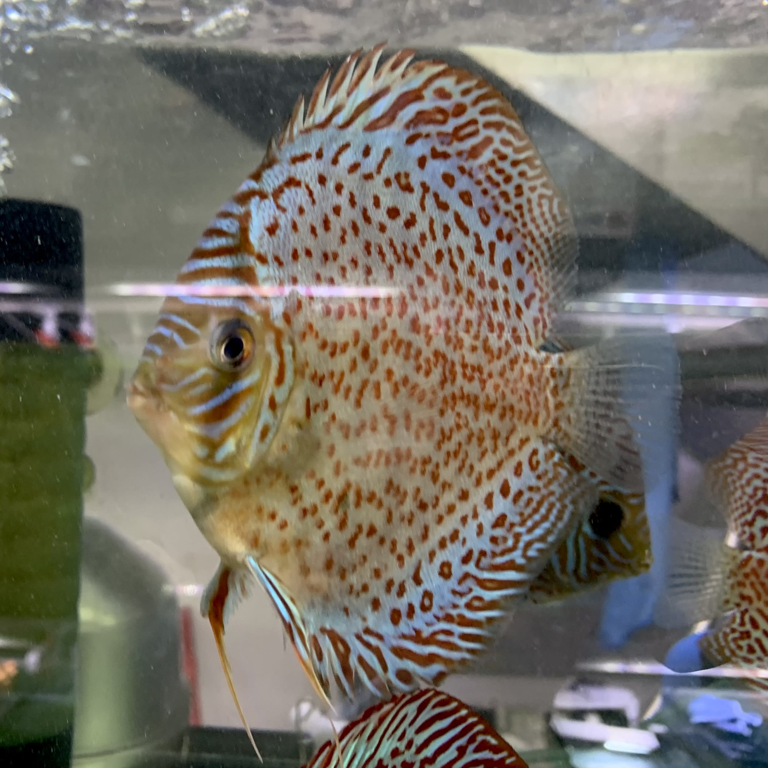 Leopard 10/11cm BO - OzDiscus