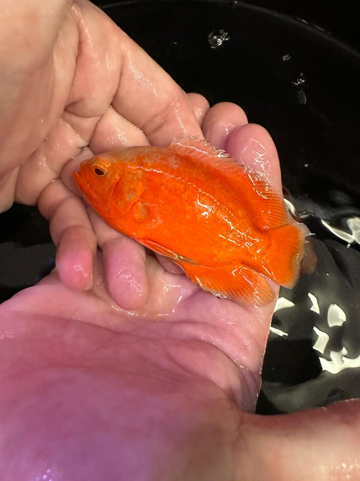 Albino Super Red Chilli Oscars 8/9cm - OzDiscus