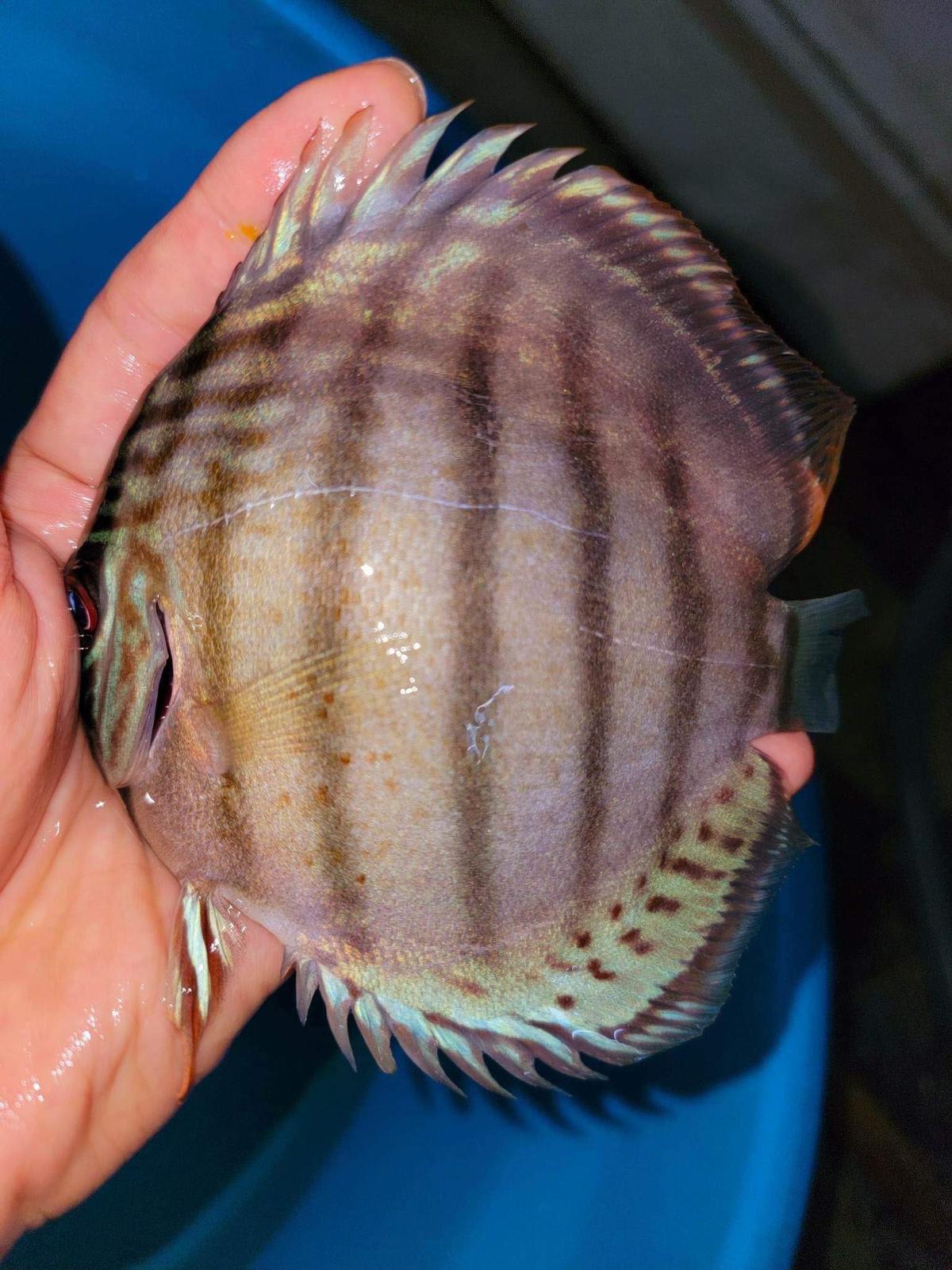 Tefe Green 11/12cm BO - OzDiscus