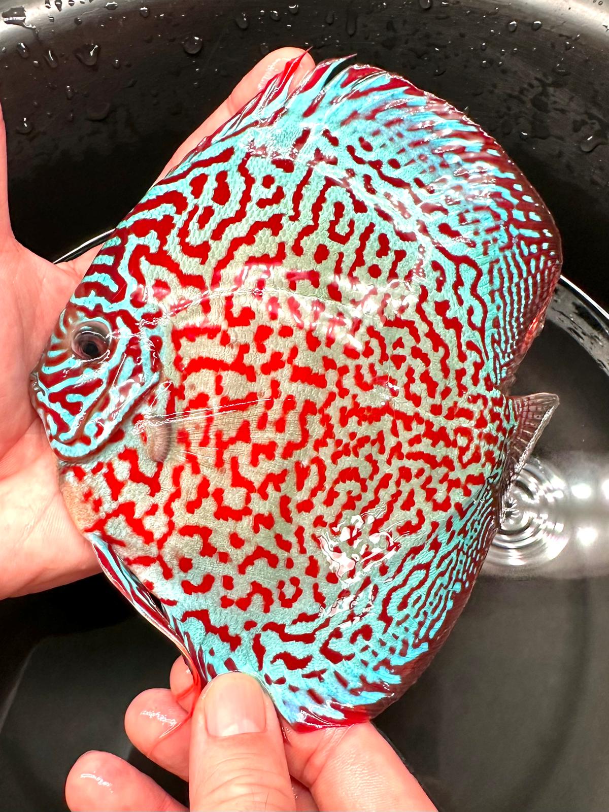 Show Fish Maze Turquoise 12/14cm BO - OzDiscus