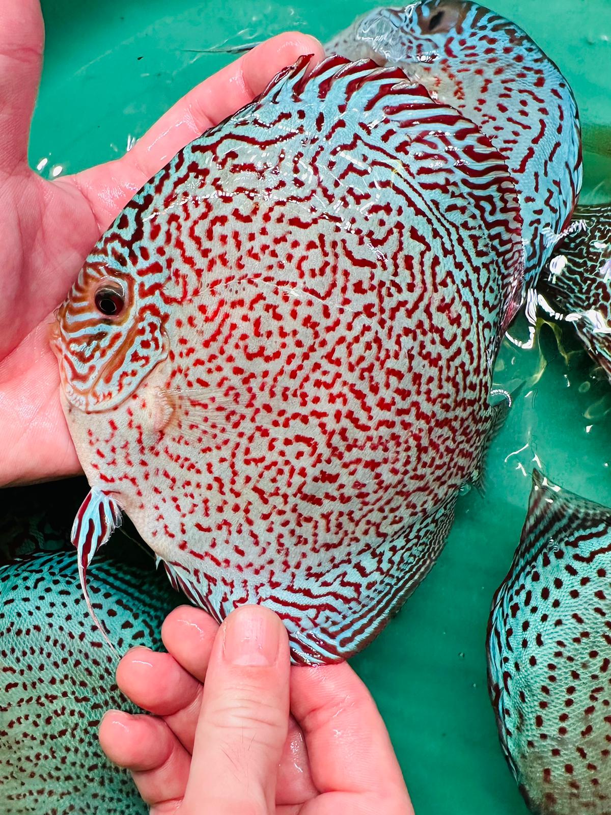 Super King Cobra 13/14cm BO - OzDiscus