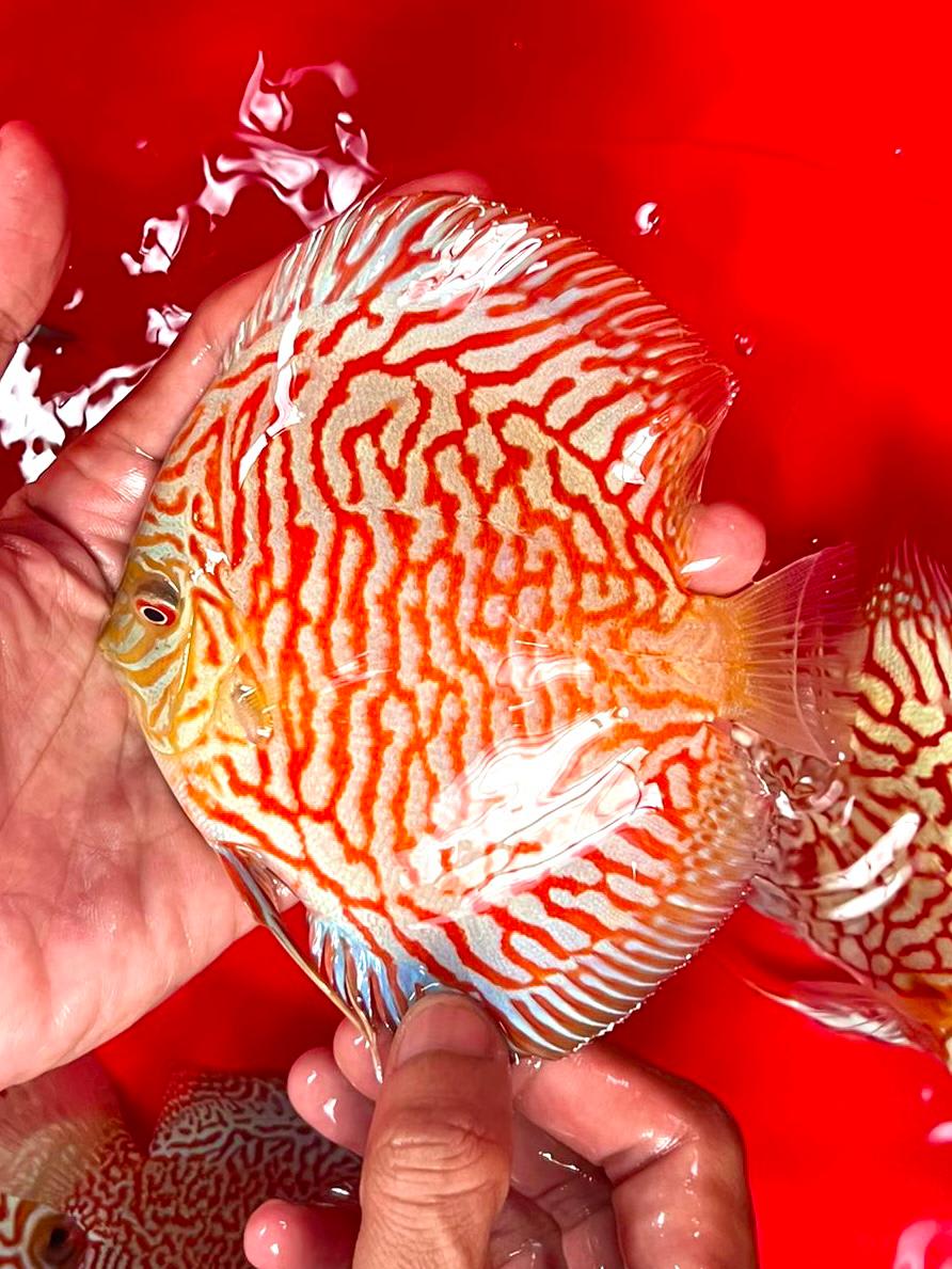 Red Tiger Turquoise (NEW GENE) 8/9cm BO - OzDiscus