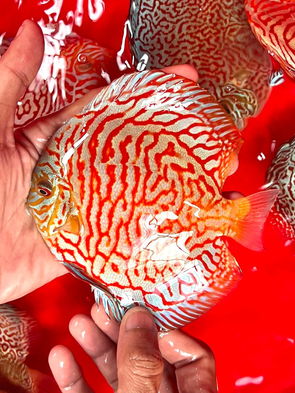 Red Tiger Turquoise (NEW GENE) 8/9cm BO - OzDiscus