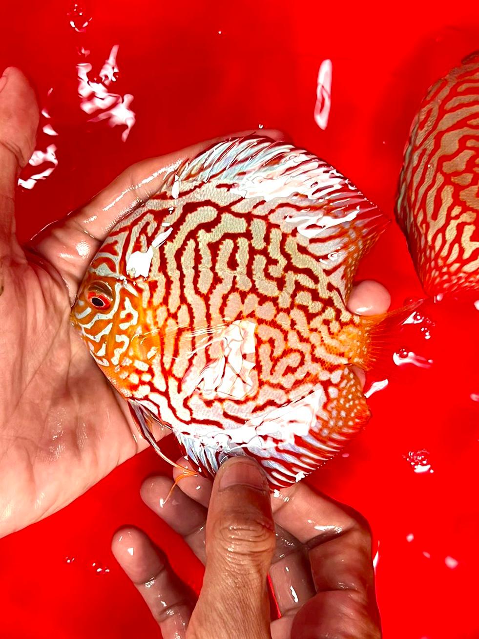 Red Tiger Turquoise (NEW GENE) 8/9cm BO - OzDiscus