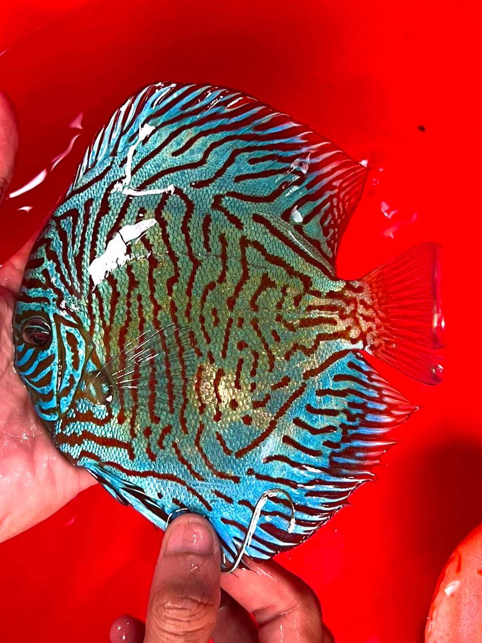 Tiger Turquoise 13/14cm BO - OzDiscus