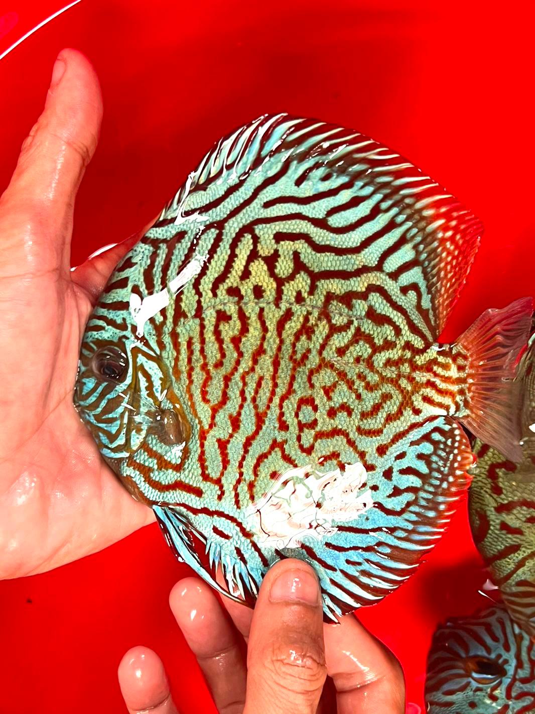 Tiger Turquoise 13/14cm BO - OzDiscus