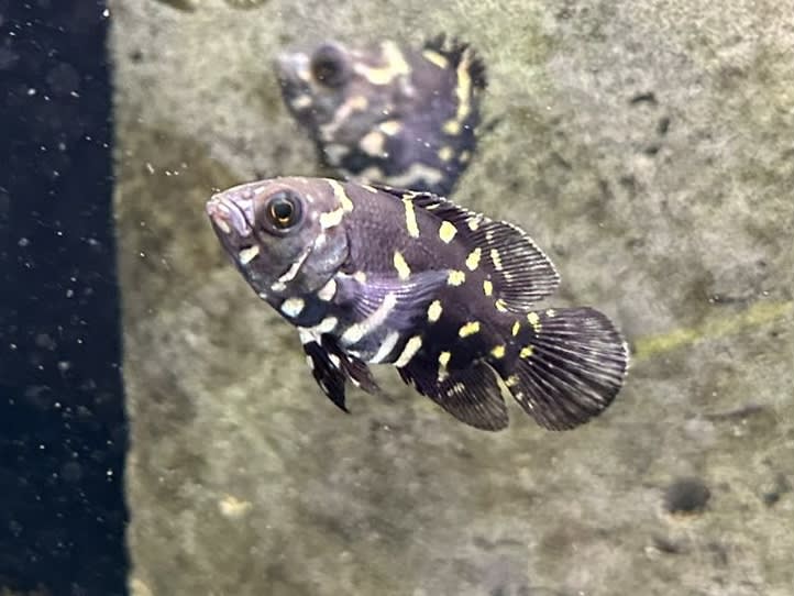 Wild Bumblebee Oscar 4-6cm BO - OzDiscus