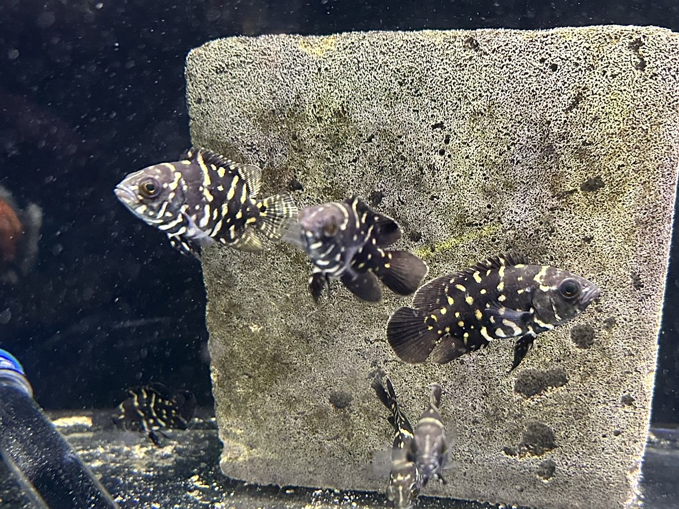 Wild Bumblebee Oscar 4-6cm BO - OzDiscus