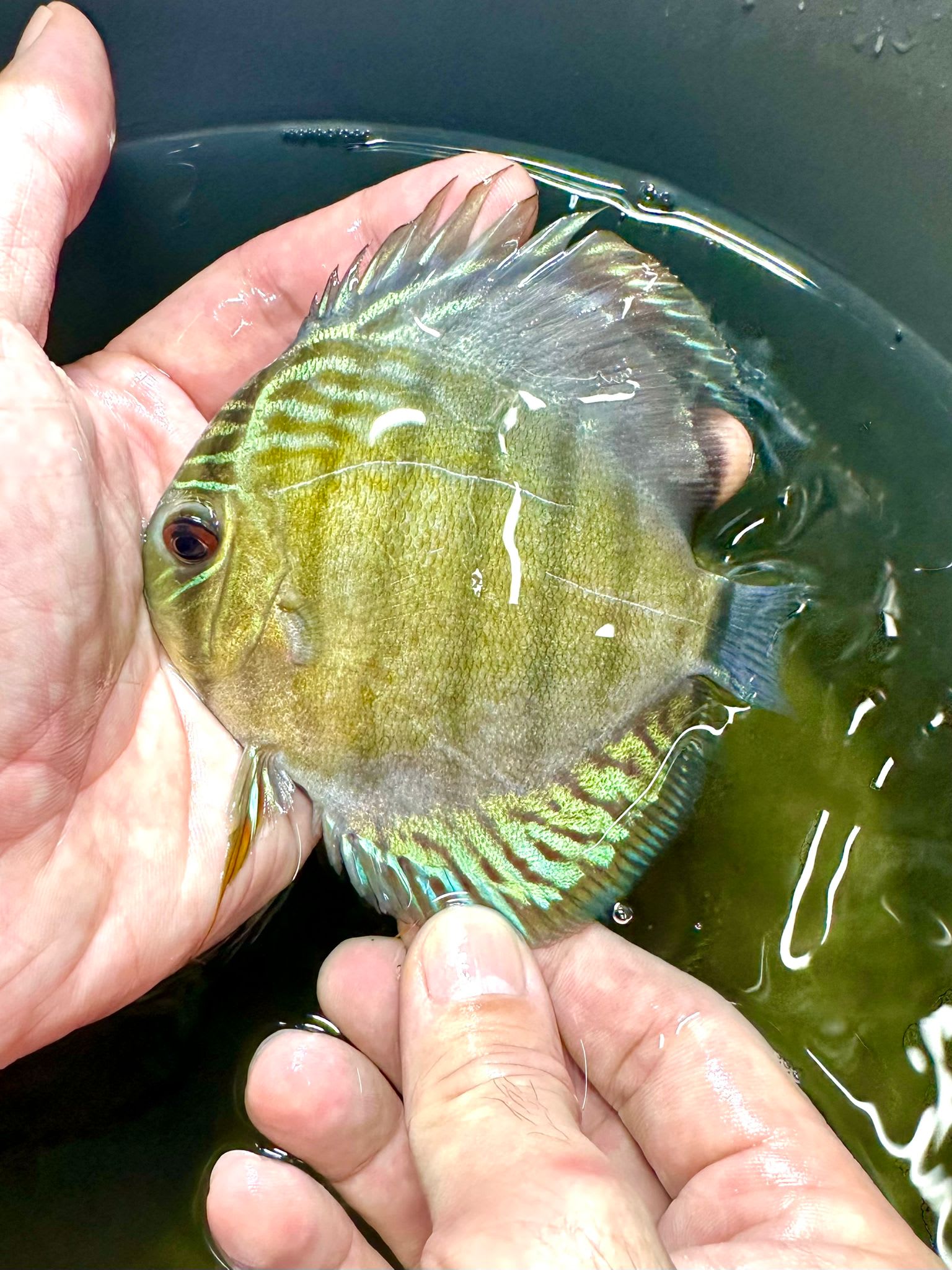 Wild Tefe Green 8/9cm BO - OzDiscus