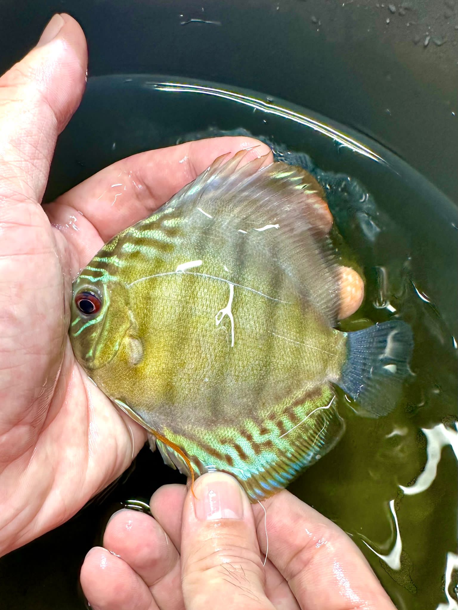 Wild Tefe Green 8/9cm BO - OzDiscus