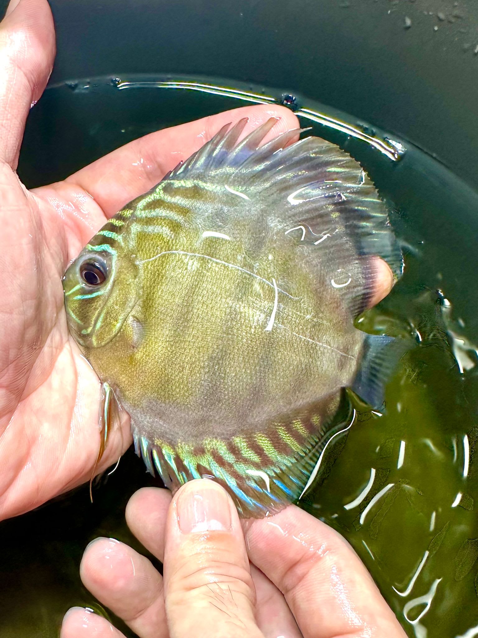 Wild Tefe Green 8/9cm BO - OzDiscus