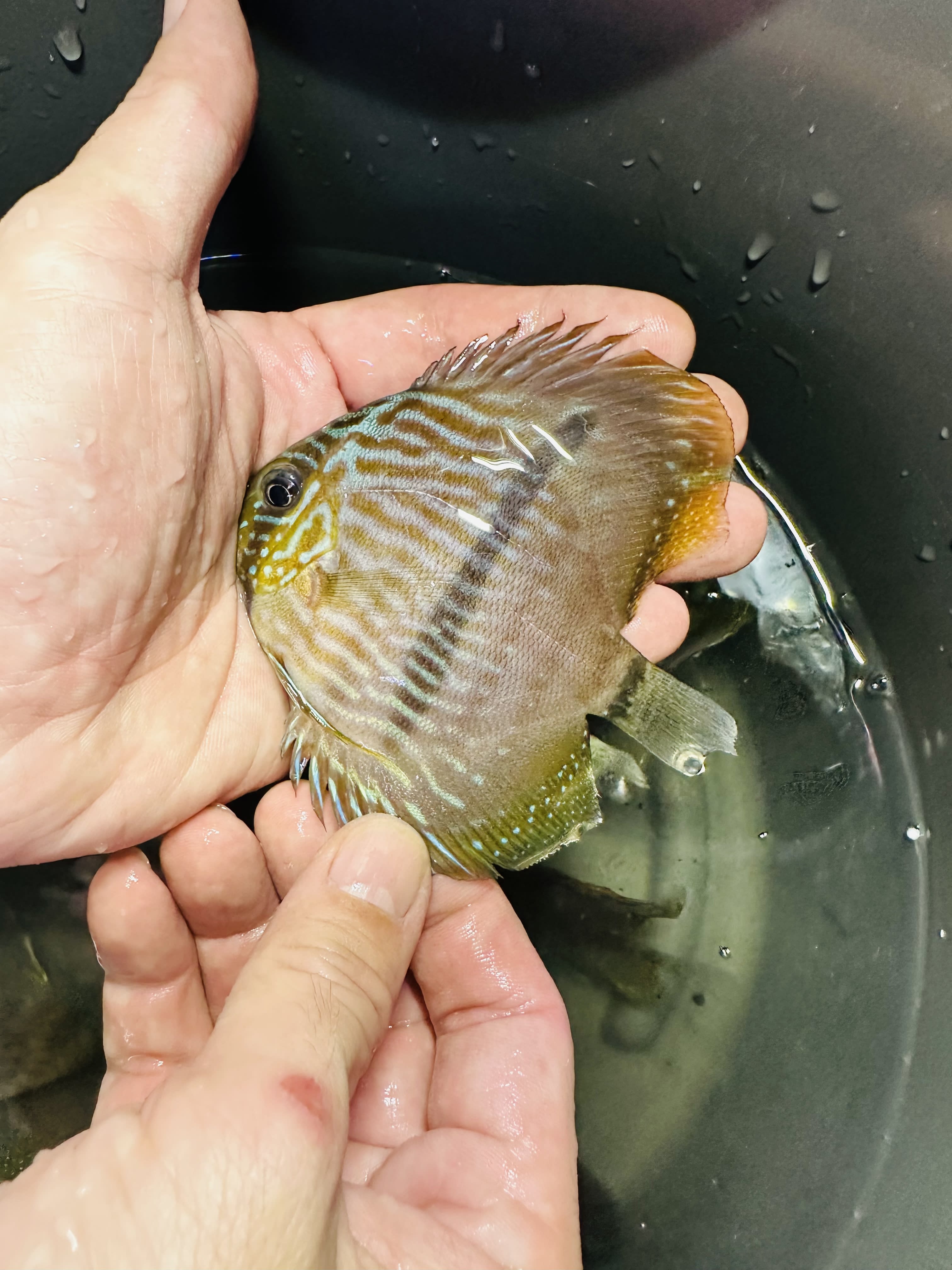 Wild Blue Faced Heckel 7/8cm BO - OzDiscus