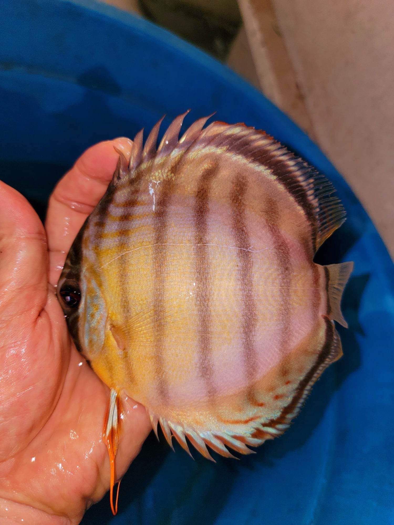 Wild Tefe Green 12-14cm BO - OzDiscus