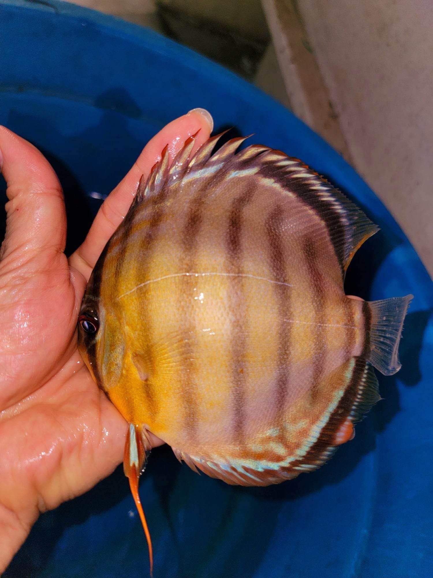 Wild Tefe Green 12-14cm BO - OzDiscus