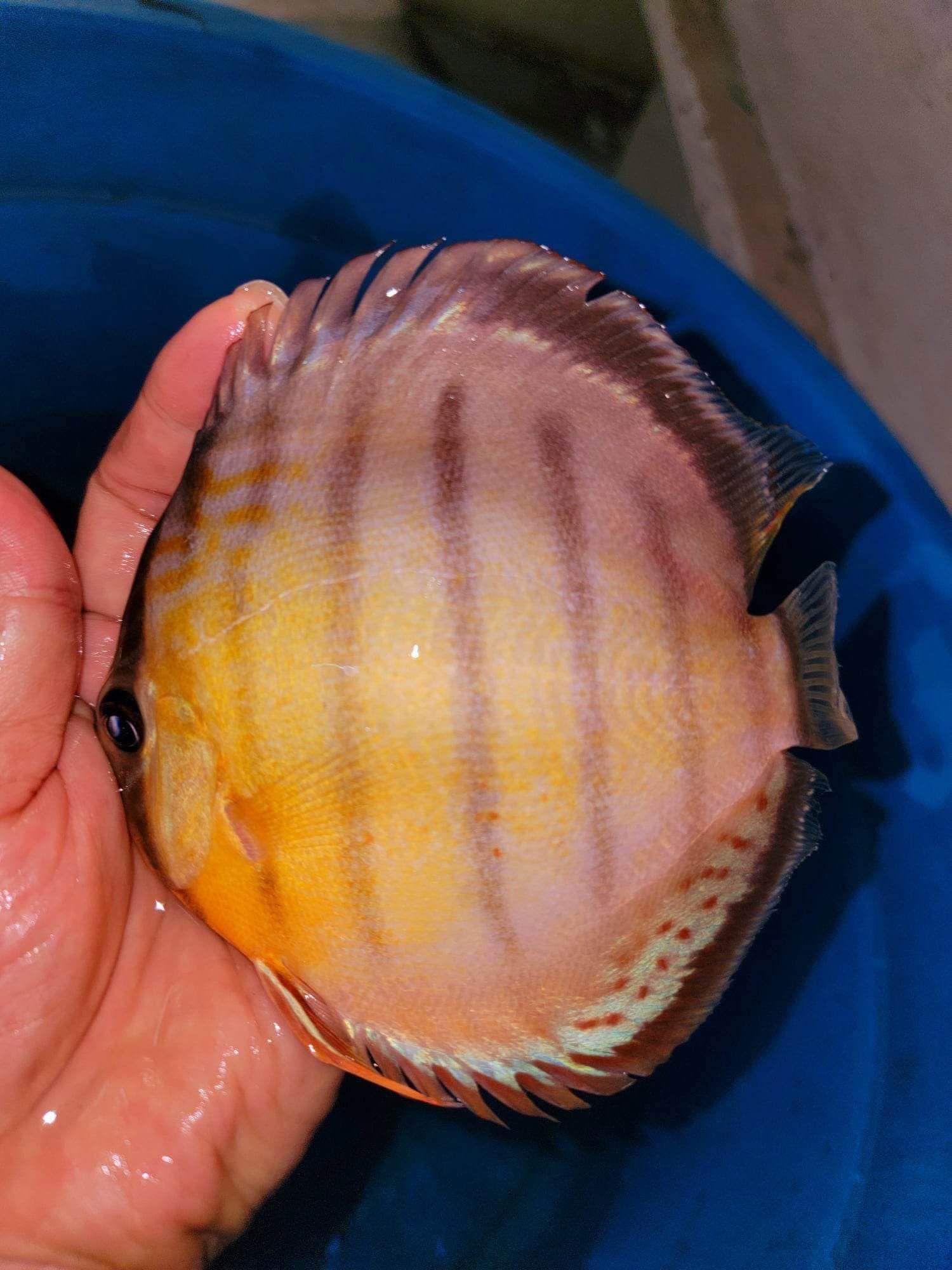 Wild Tefe Green 12-14cm BO - OzDiscus