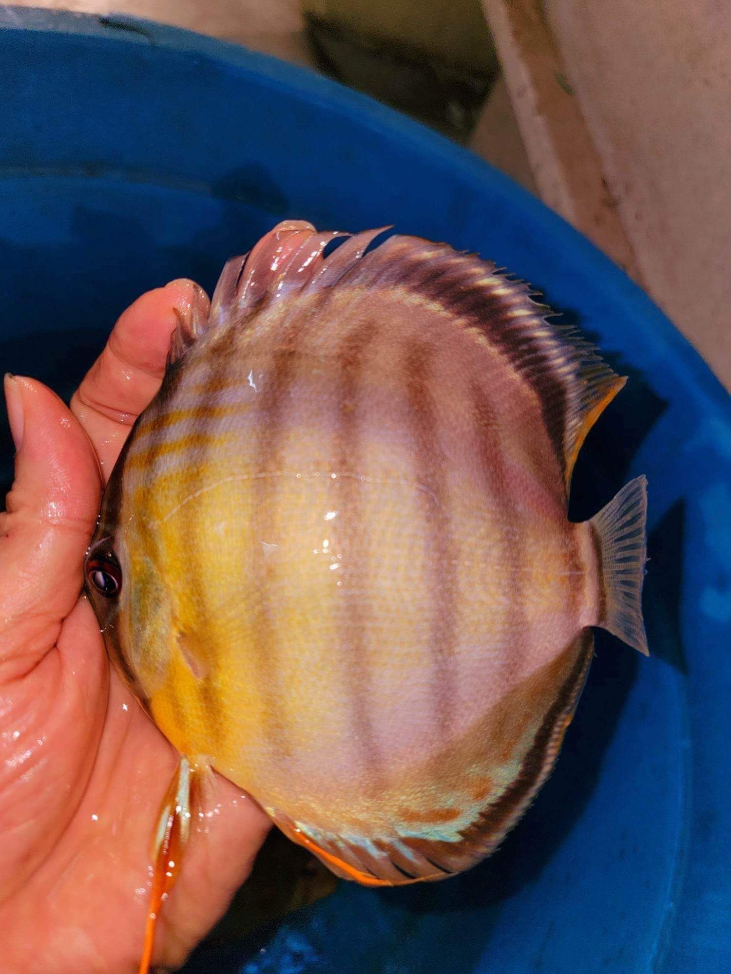 Wild Tefe Green 12-14cm BO - OzDiscus