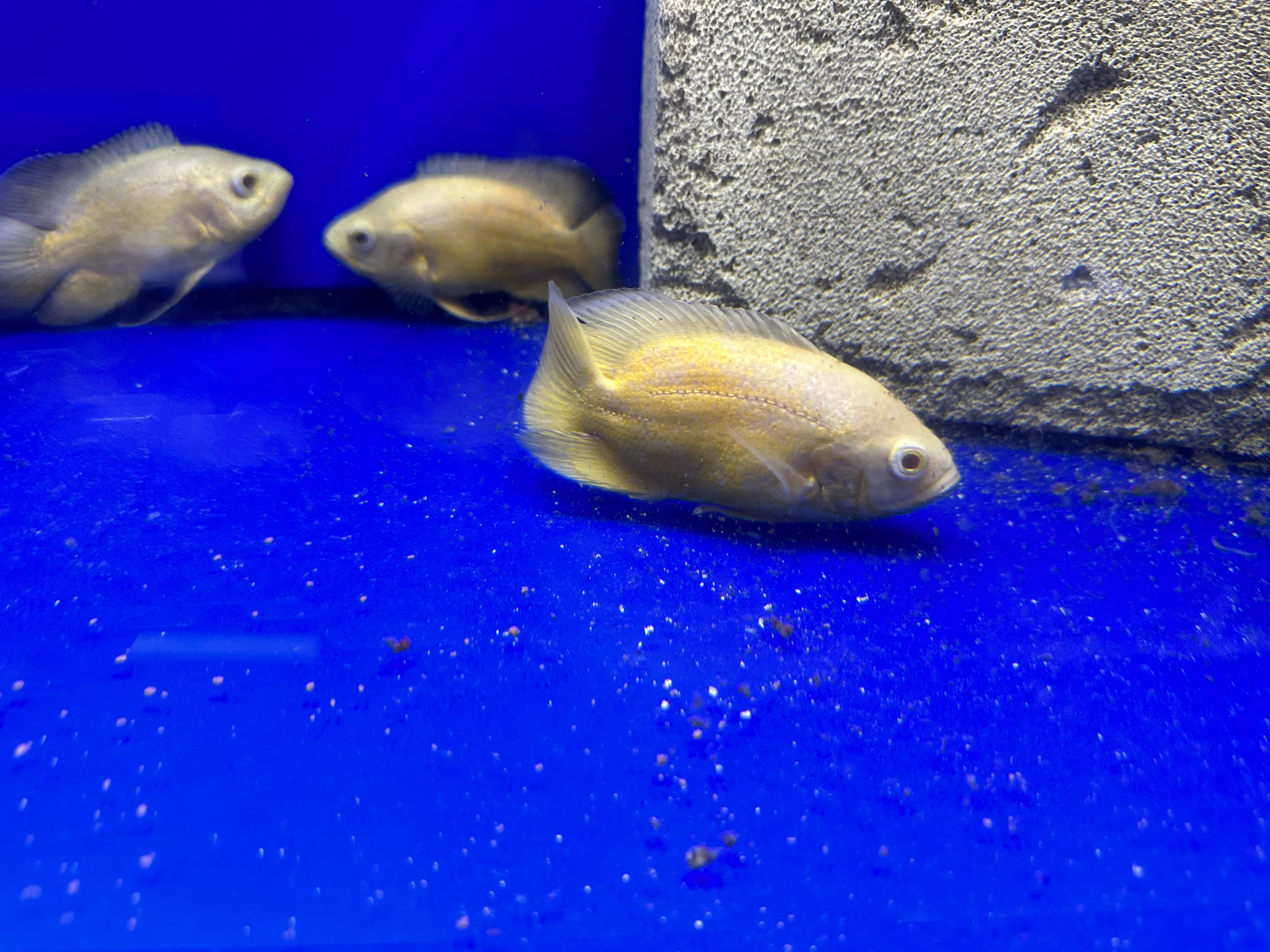 Albino Lemon Yellow Oscars 9/10cm - OzDiscus